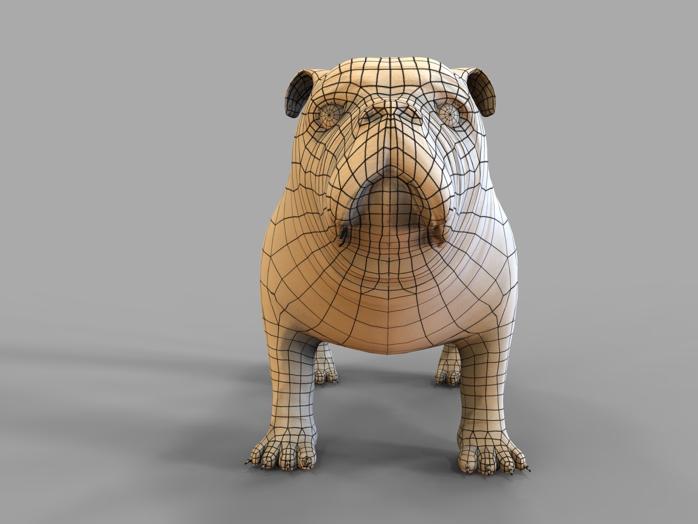 bull dog 3d model