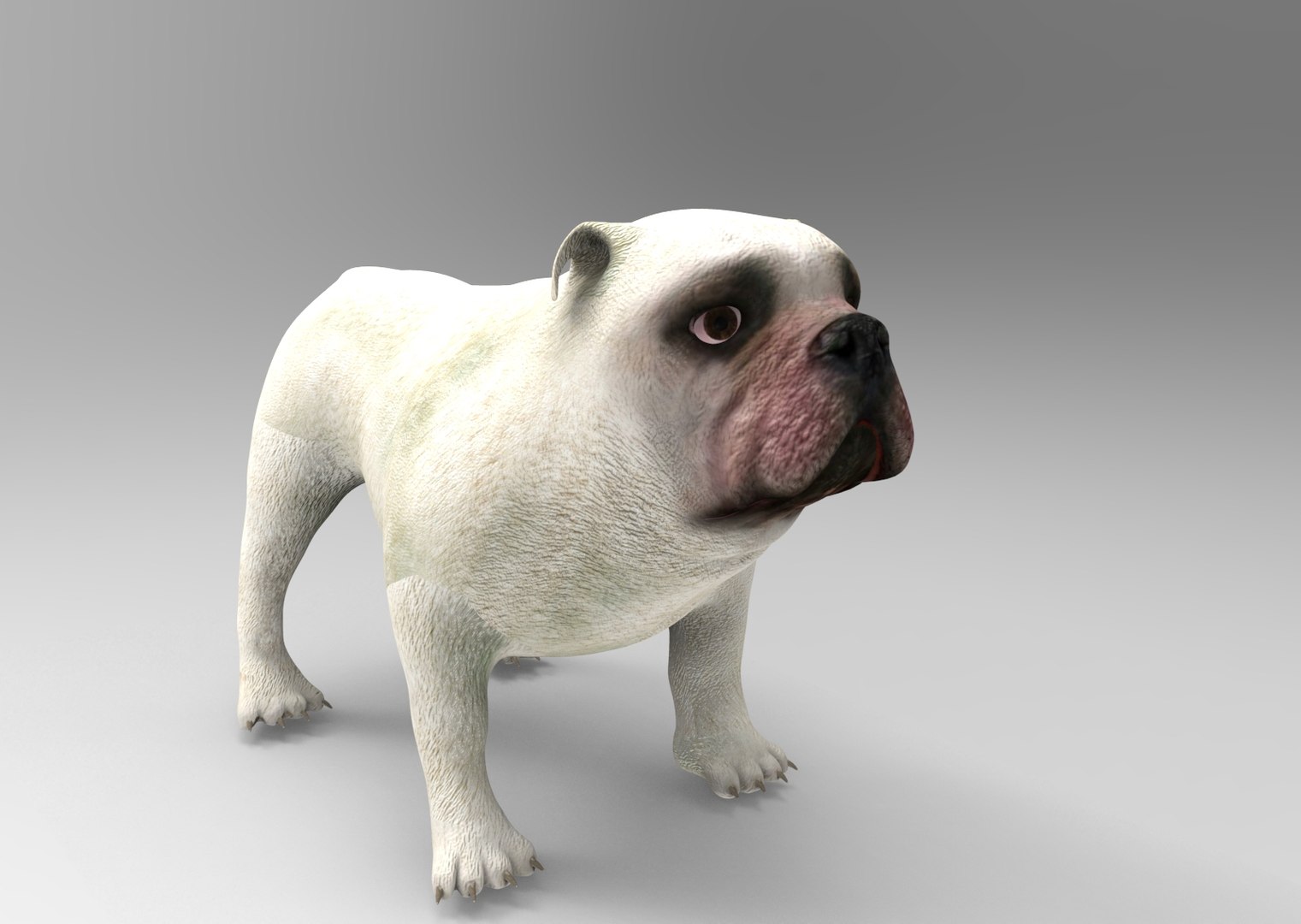 bull dog 3d model
