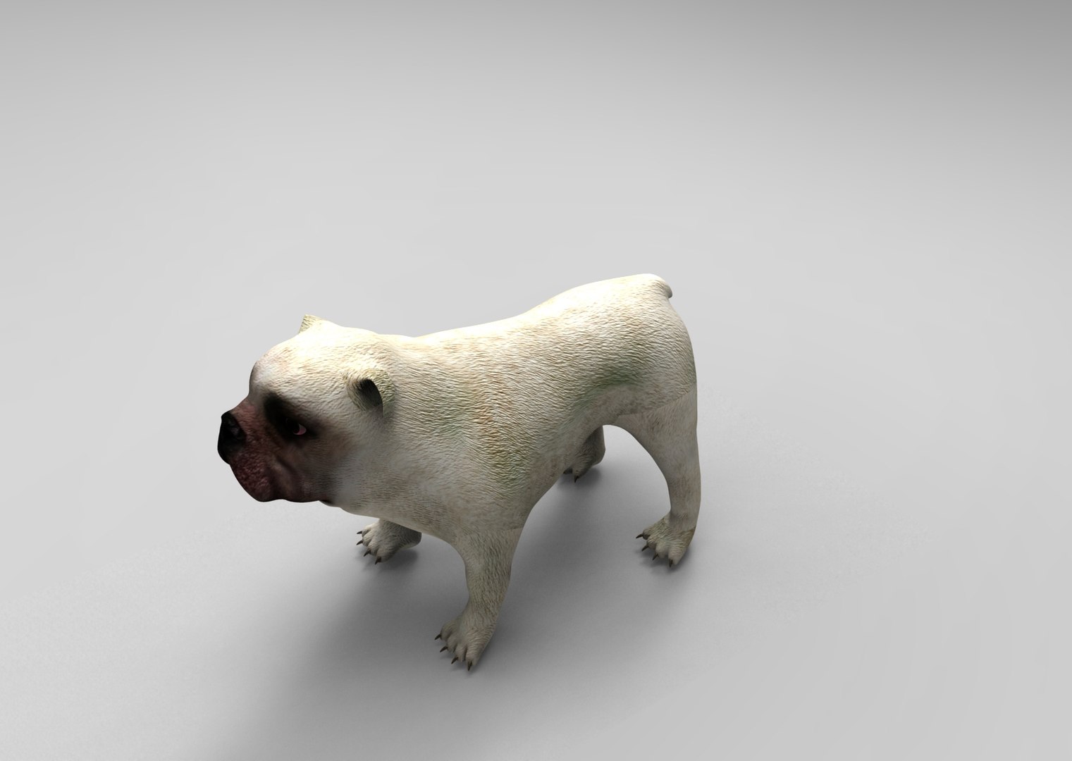 bull dog 3d model