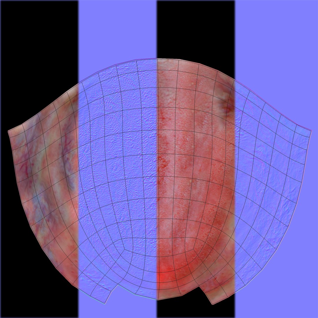 Inner Mouth 3d Model