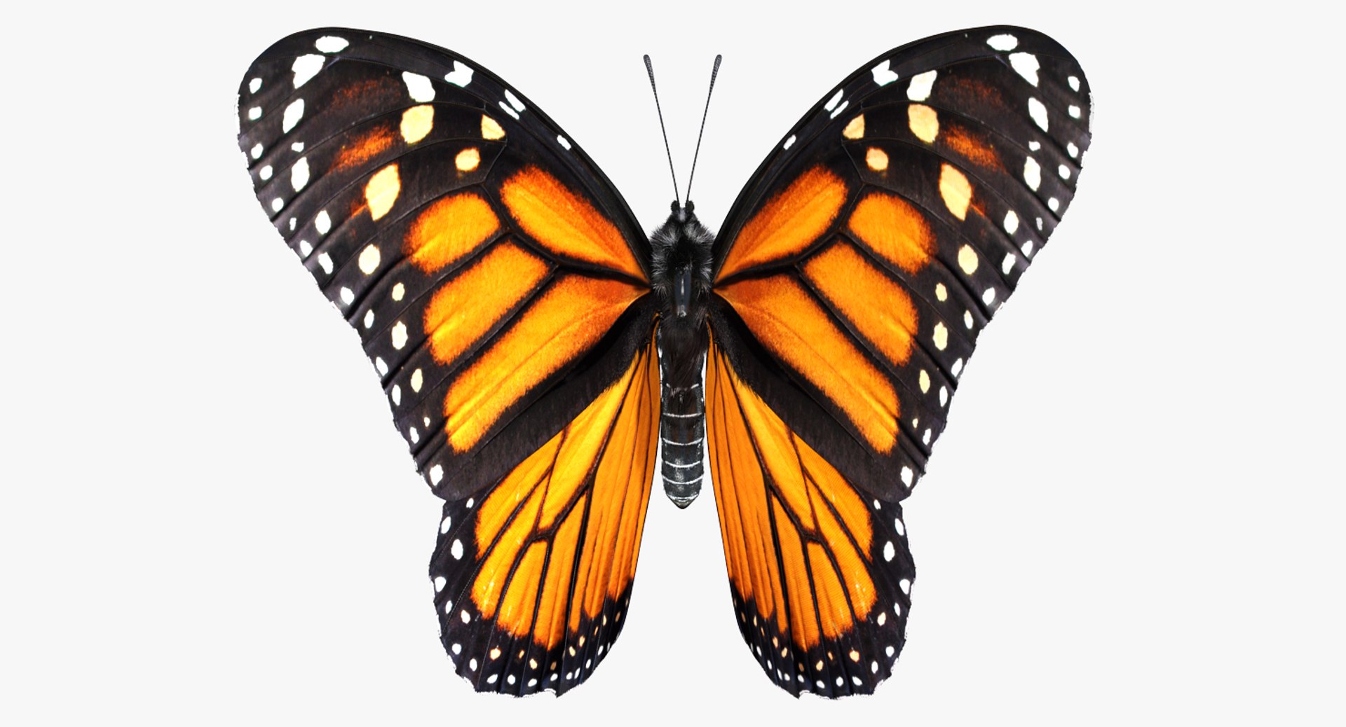 Monarch Butterfly Cocoon Flying 3D Model - TurboSquid 1490745