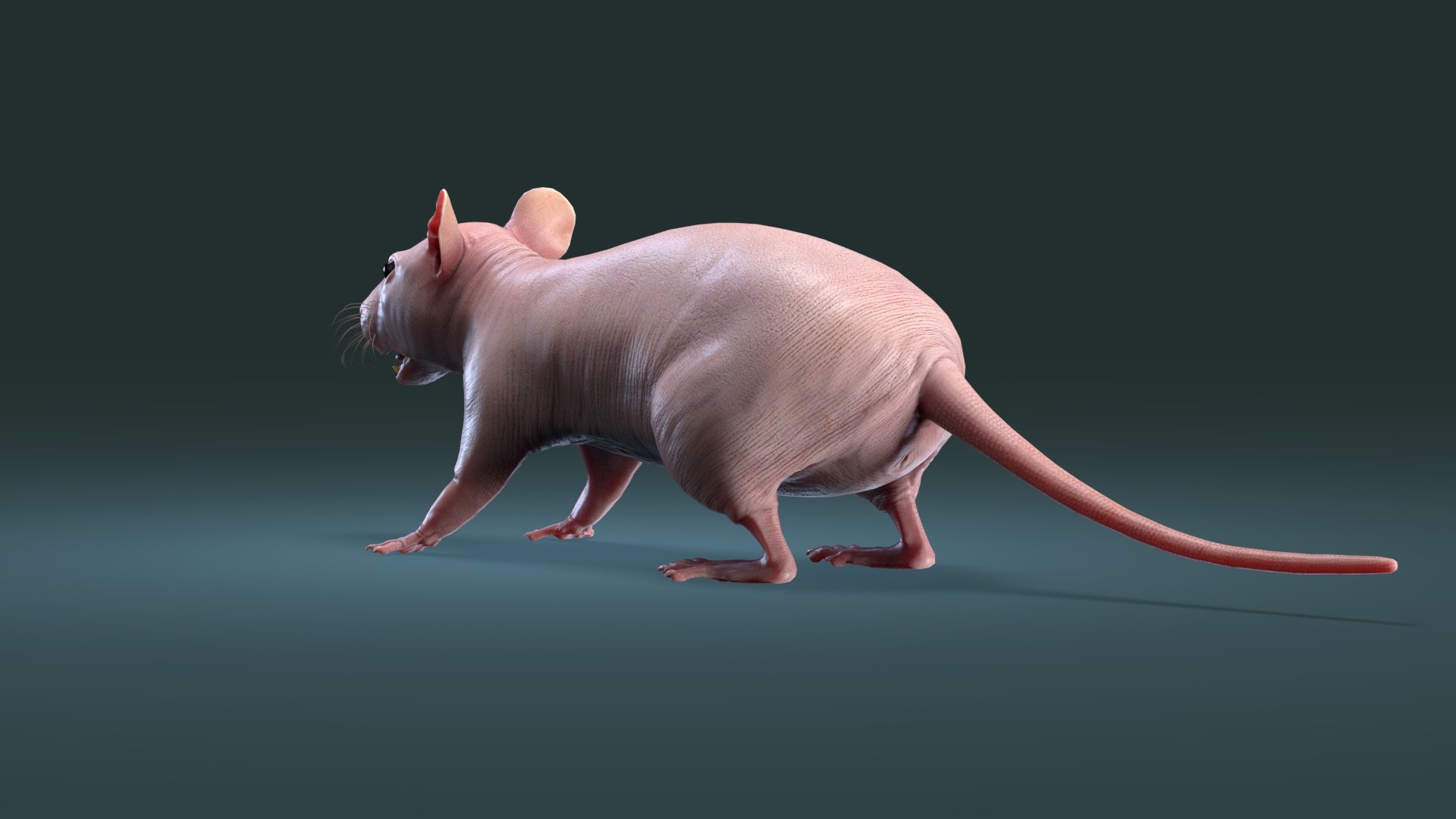 Rat Hairless 3D - TurboSquid 1475955