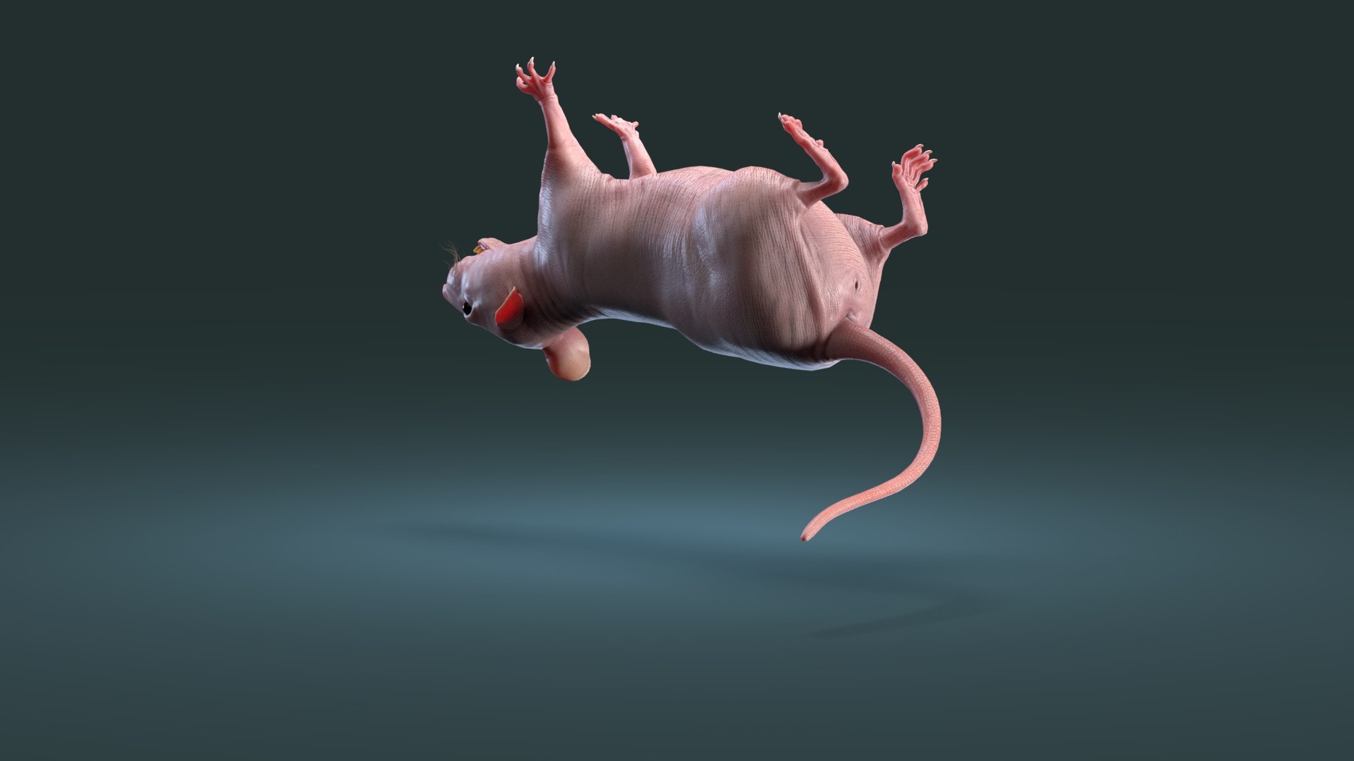 Rat Hairless 3D - TurboSquid 1475955