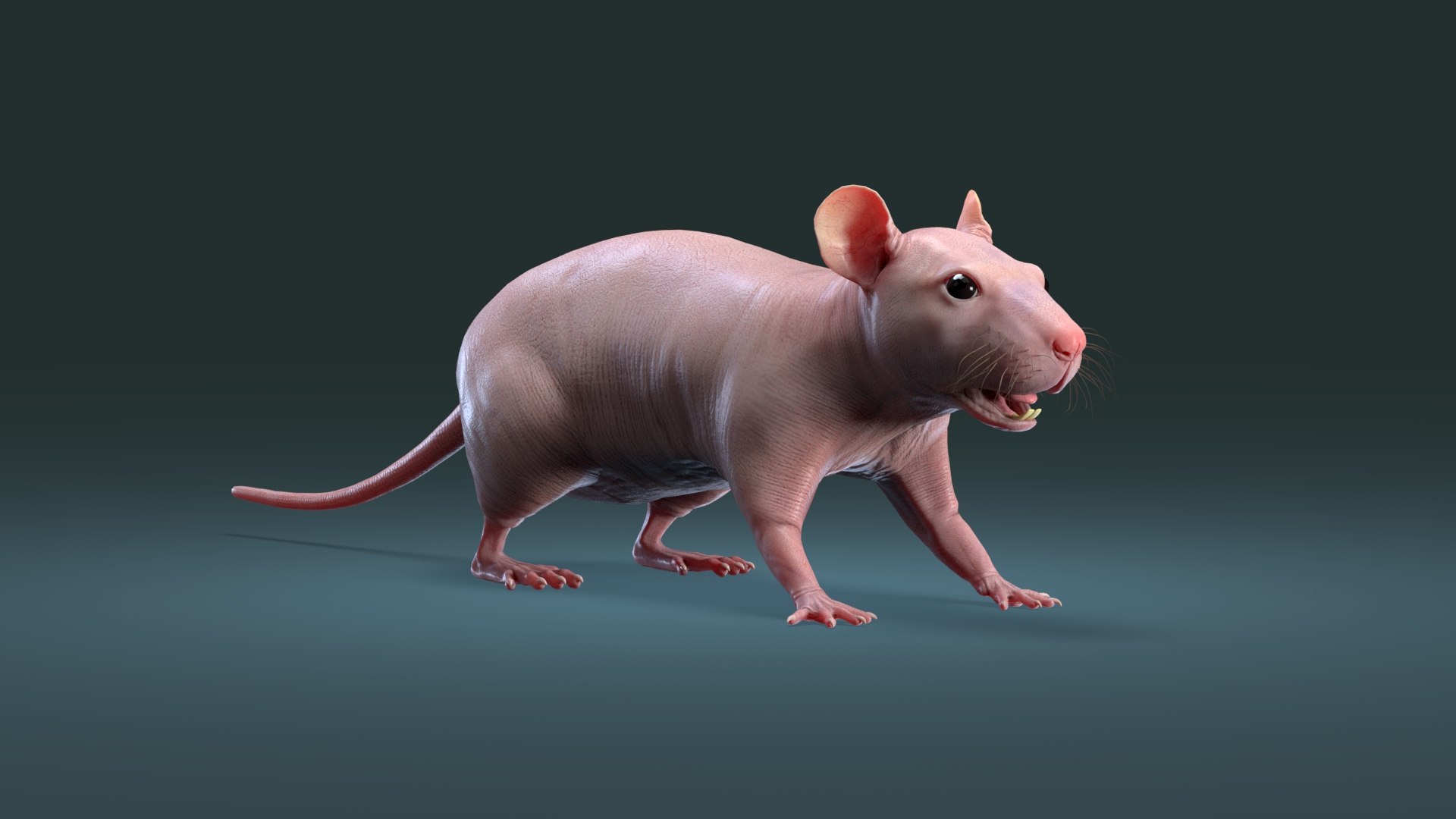 Rat Hairless 3D - TurboSquid 1475955