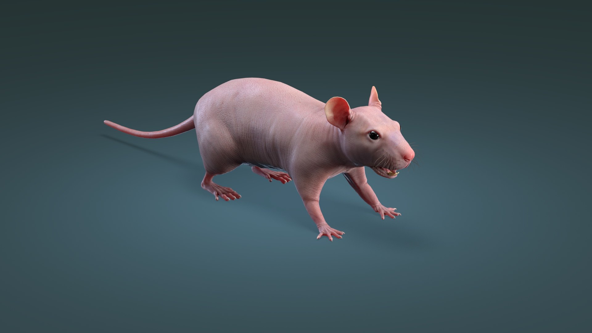 Rat Hairless 3D - TurboSquid 1475955