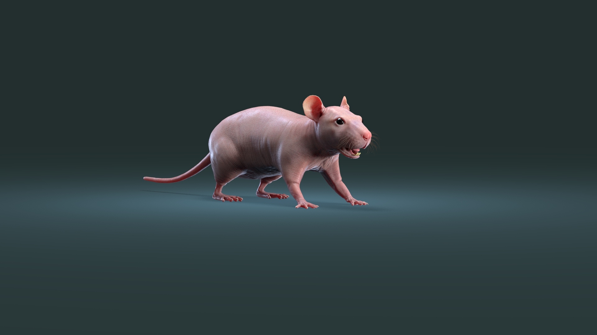 Rat Hairless 3D - TurboSquid 1475955