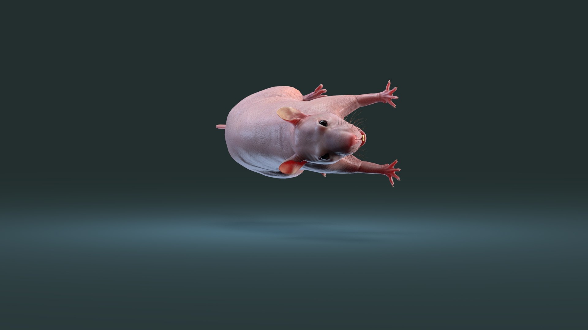 Rat hairless 3D - TurboSquid 1475955