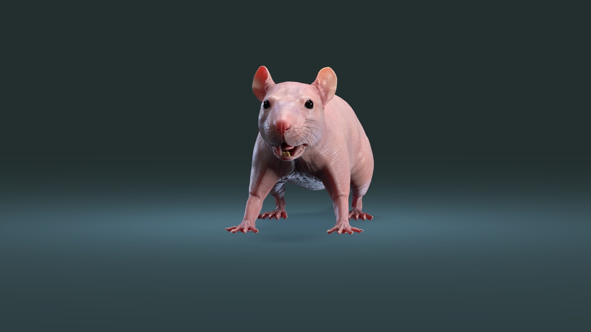Rat Hairless 3D - TurboSquid 1475955