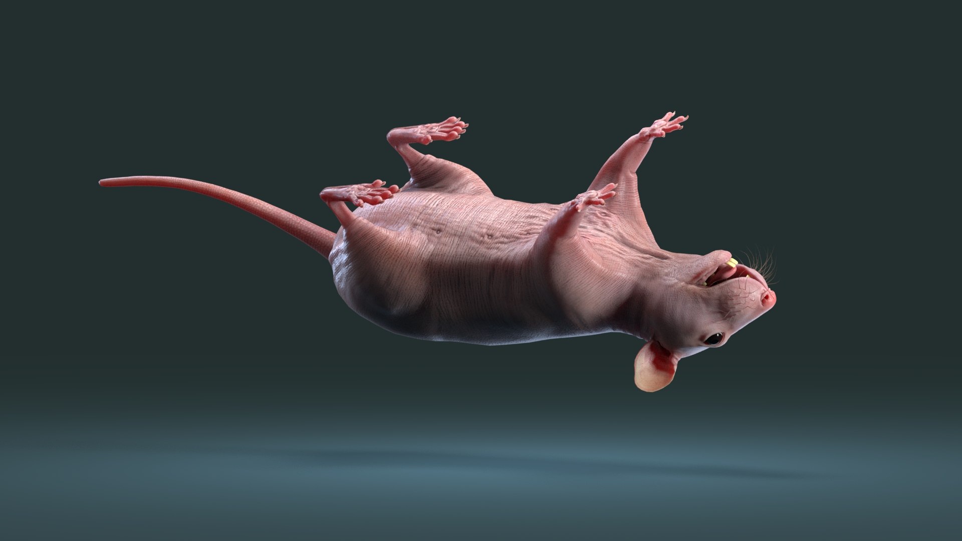 Rat Hairless 3D - TurboSquid 1475955