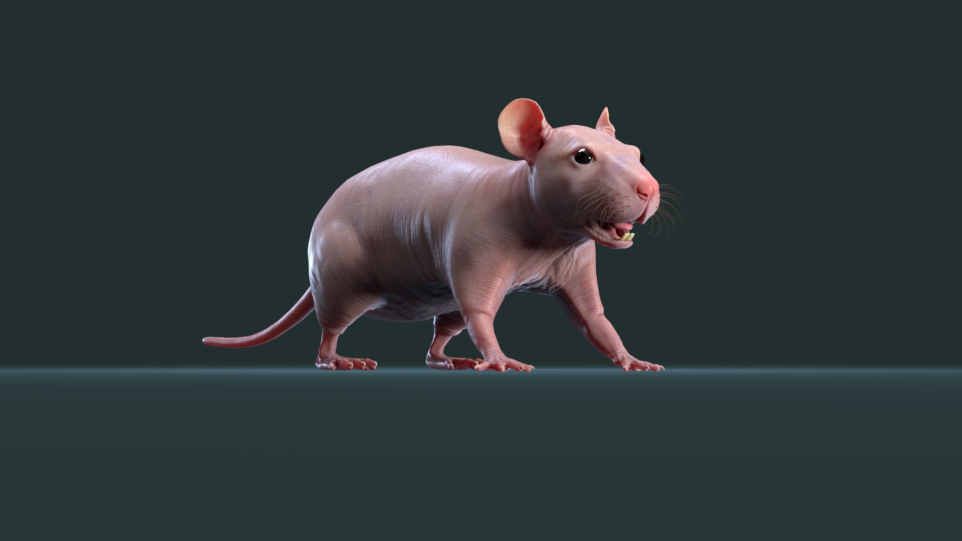 Rat Hairless 3D - TurboSquid 1475955