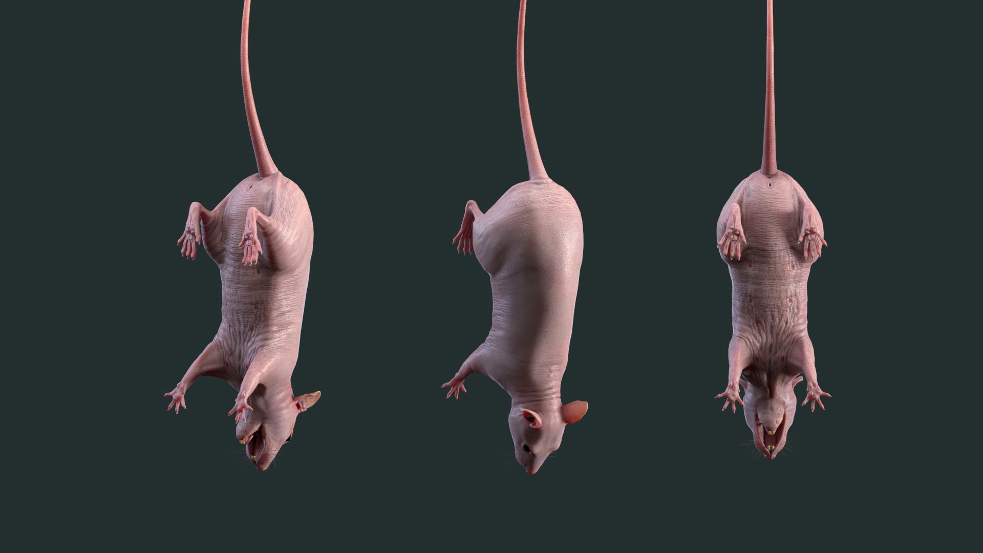 Rat Hairless 3D - TurboSquid 1475955