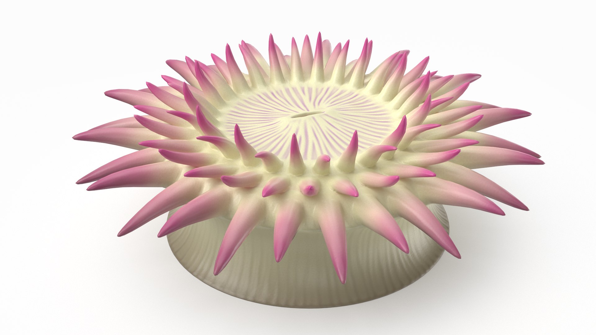 3D Aggregating Anemone Model - TurboSquid 1456616