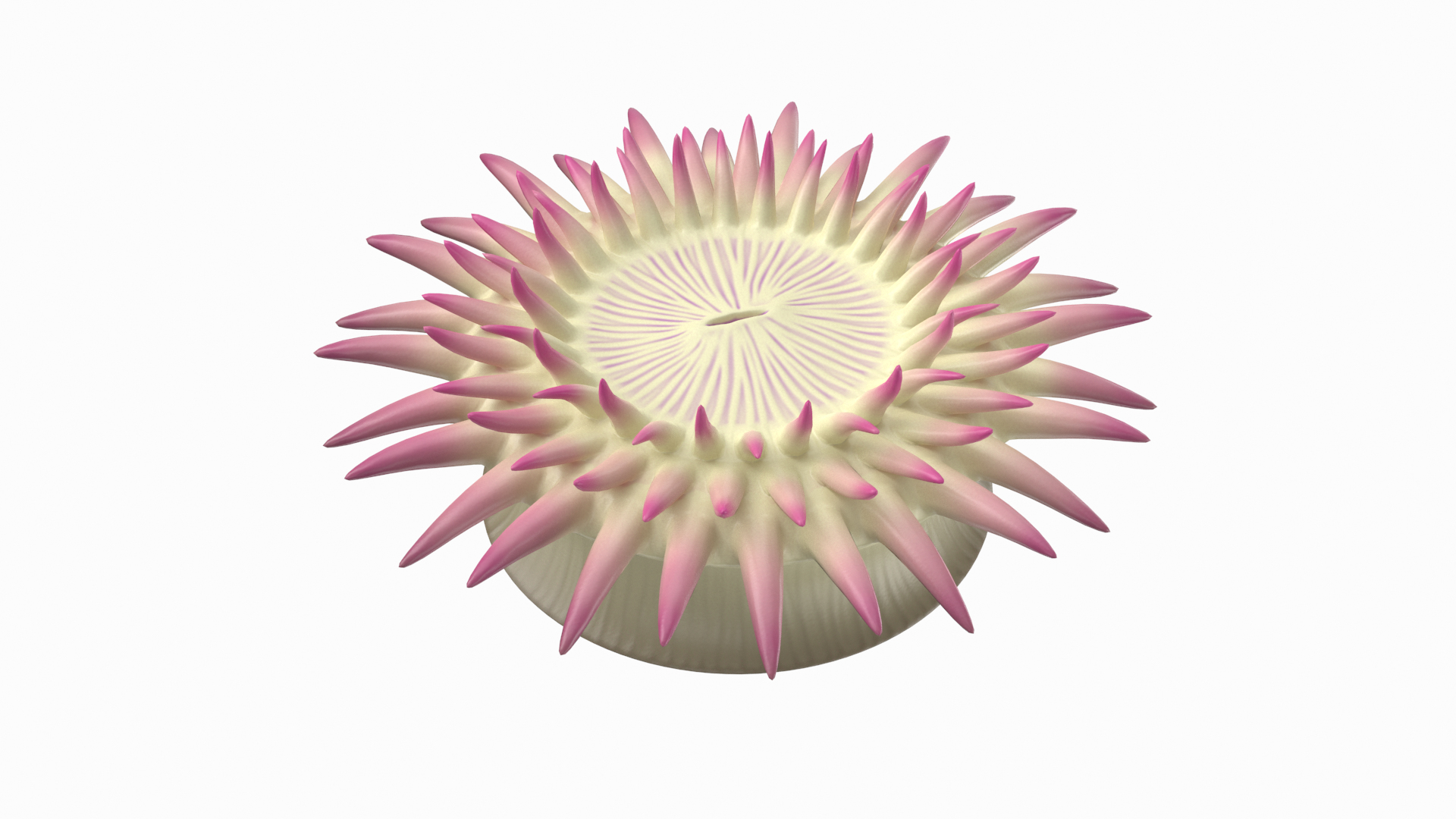 3D Aggregating Anemone Model - TurboSquid 1456616