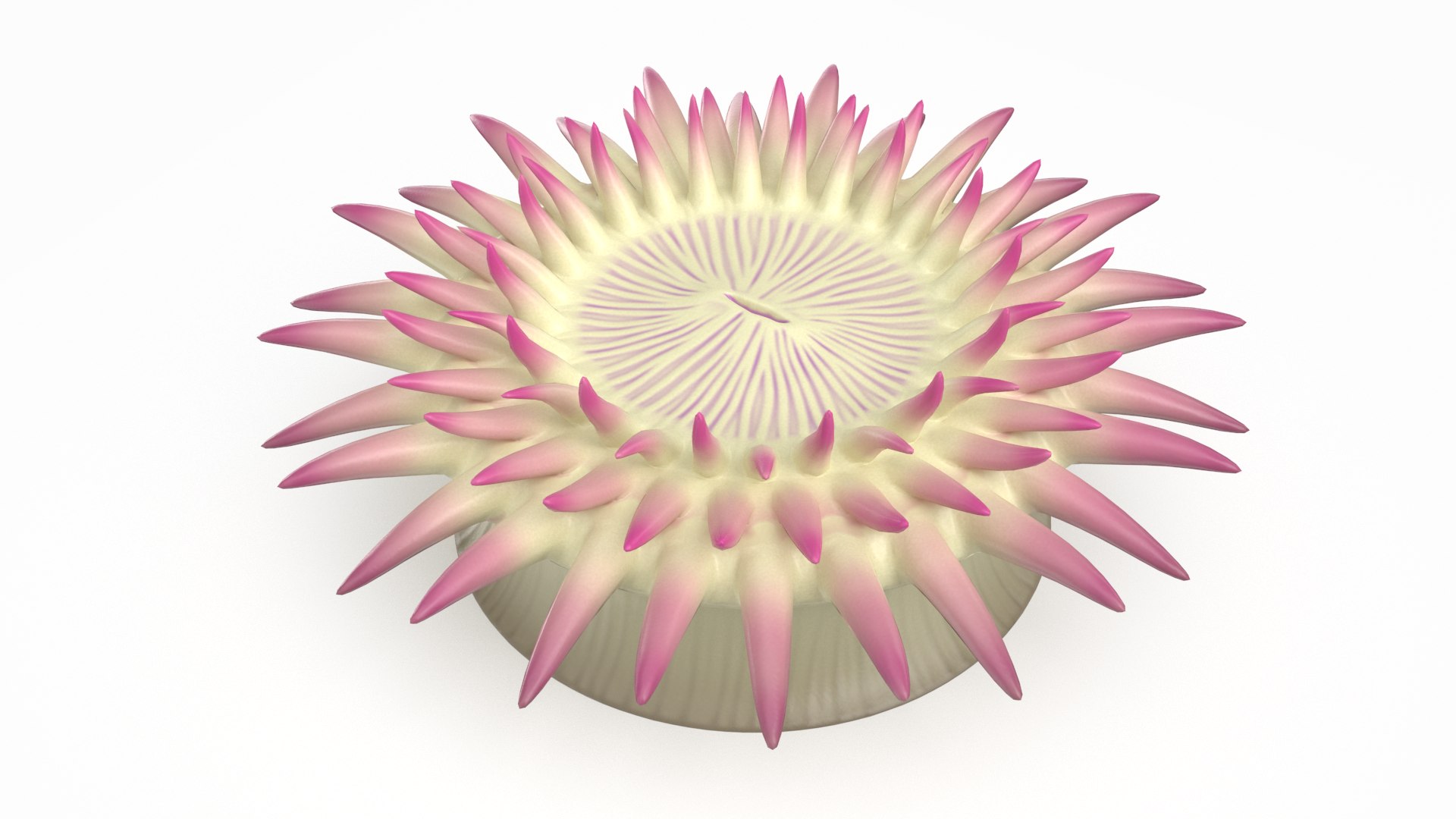 3D Aggregating Anemone Model - TurboSquid 1456616
