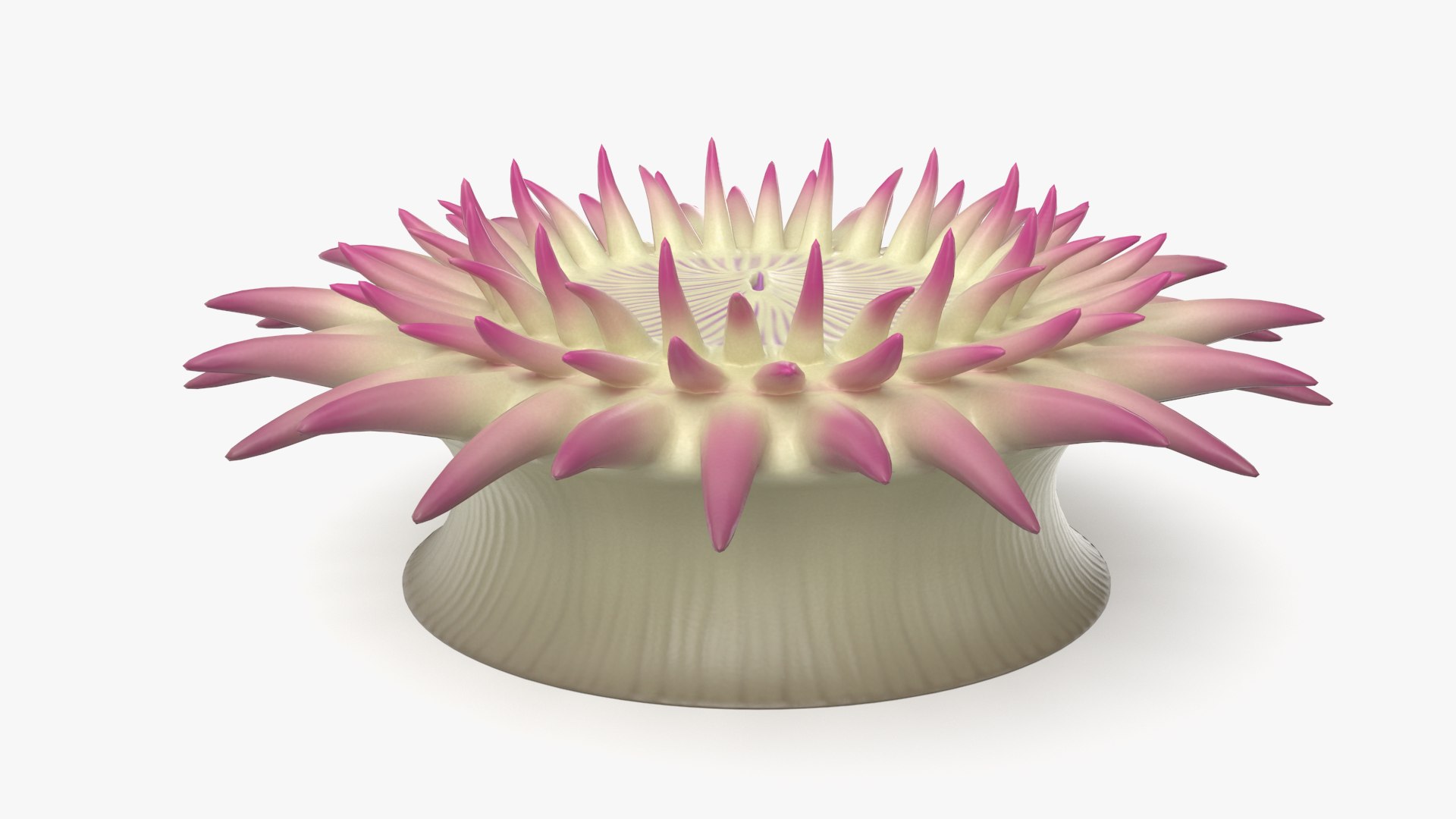 3D Aggregating Anemone Model - TurboSquid 1456616