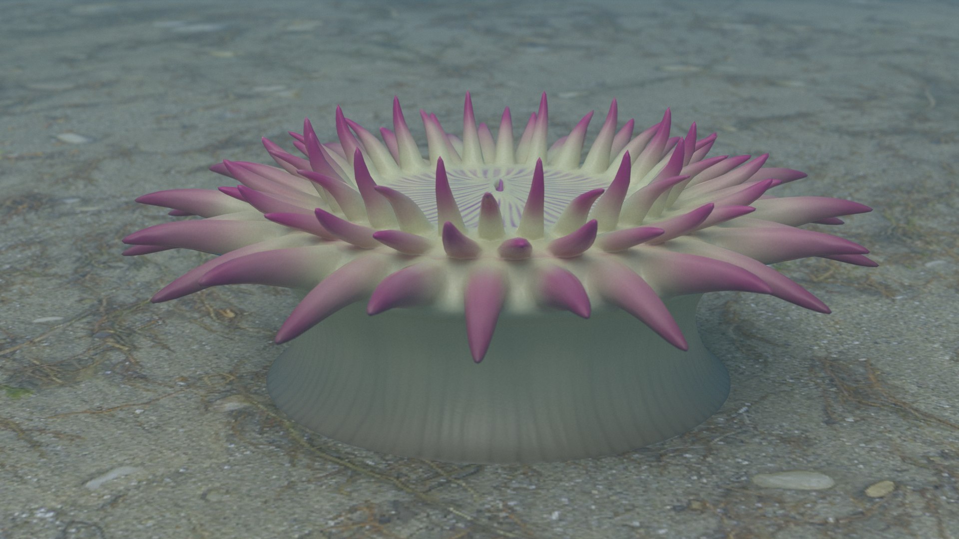 3D Aggregating Anemone Model - TurboSquid 1456616