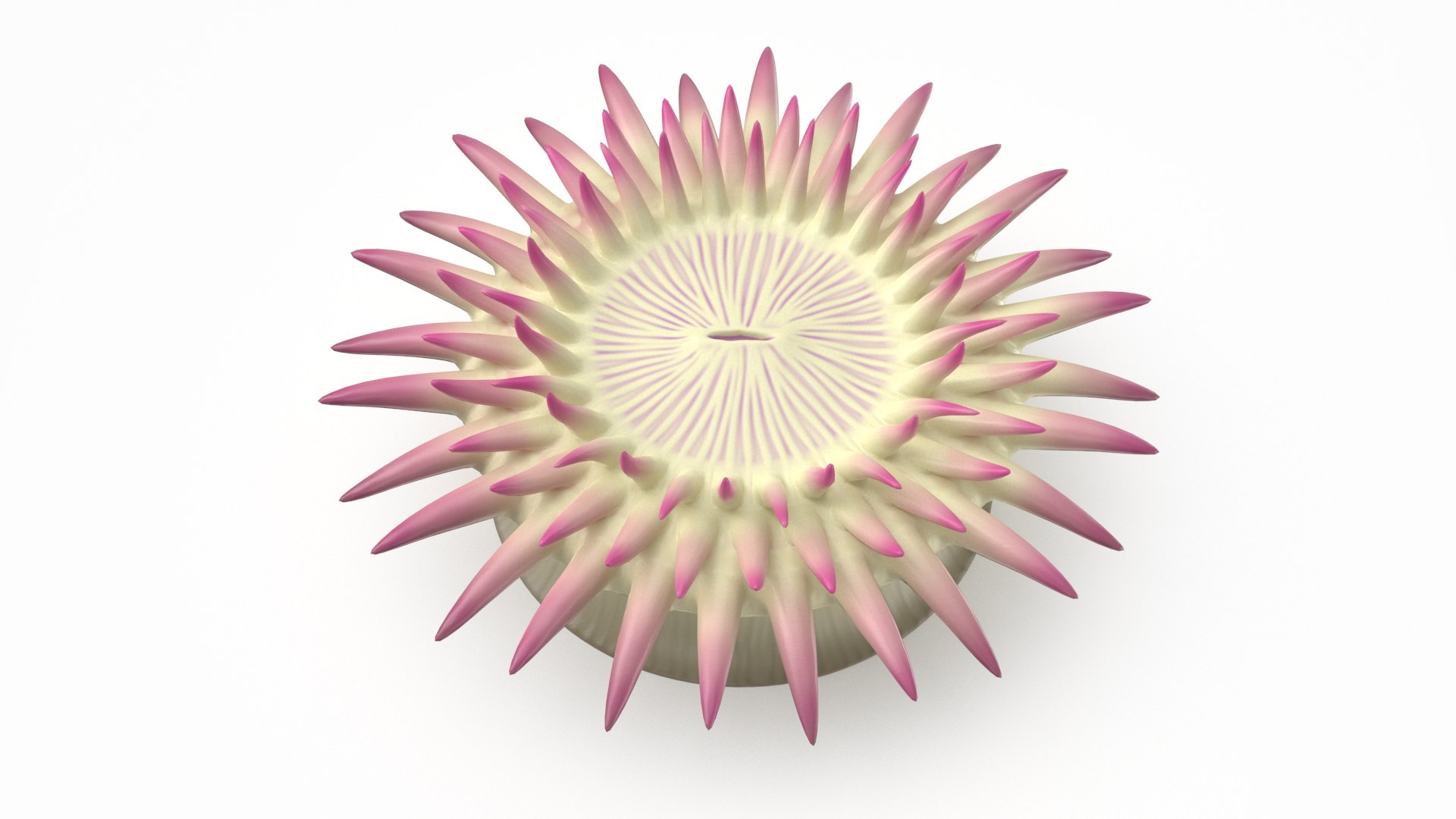 3D Aggregating Anemone Model - TurboSquid 1456616