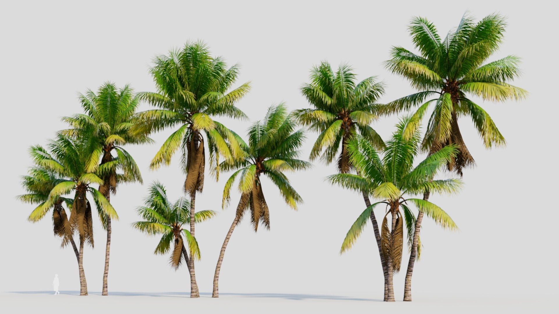 3D Cocos Nucifera C - TurboSquid 2217723