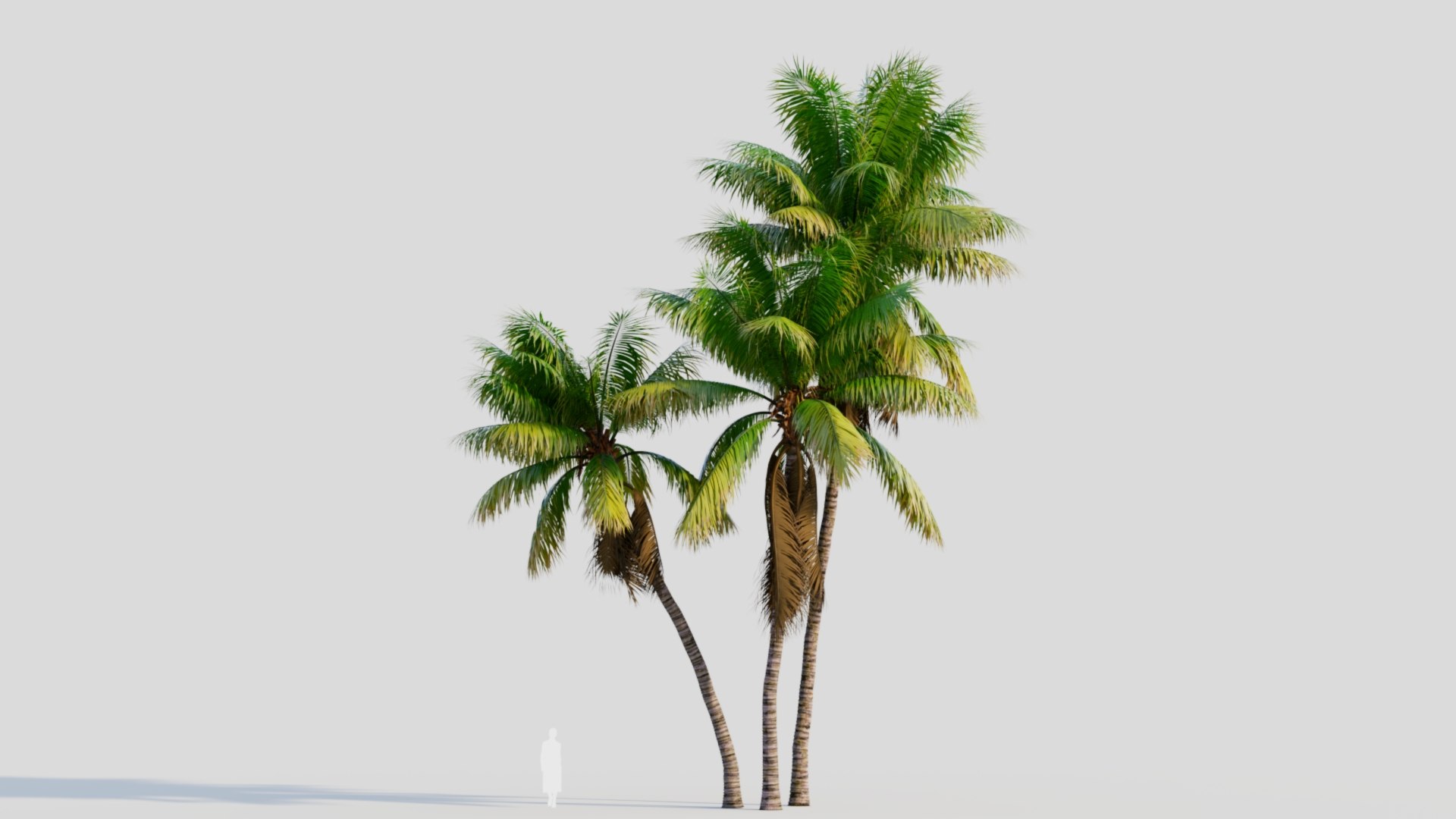 3D Cocos Nucifera C - TurboSquid 2217723