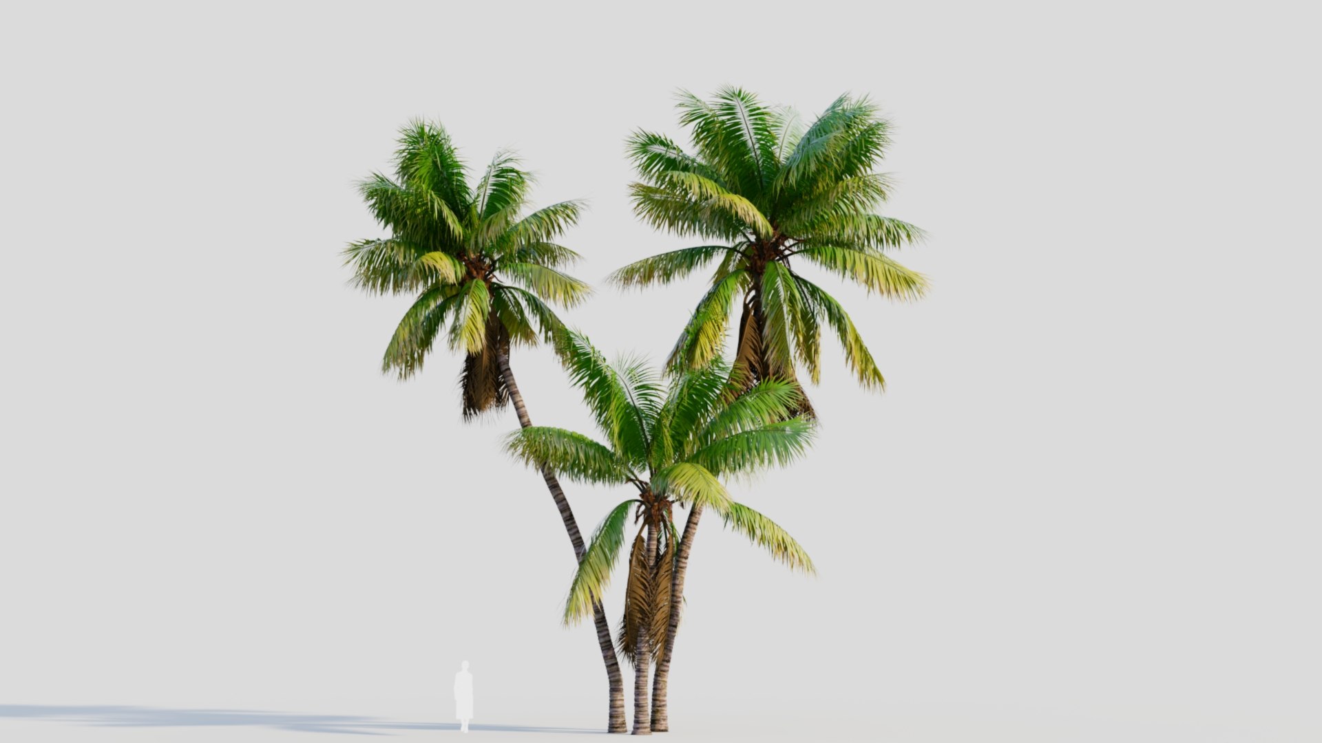 3D Cocos Nucifera C - TurboSquid 2217723