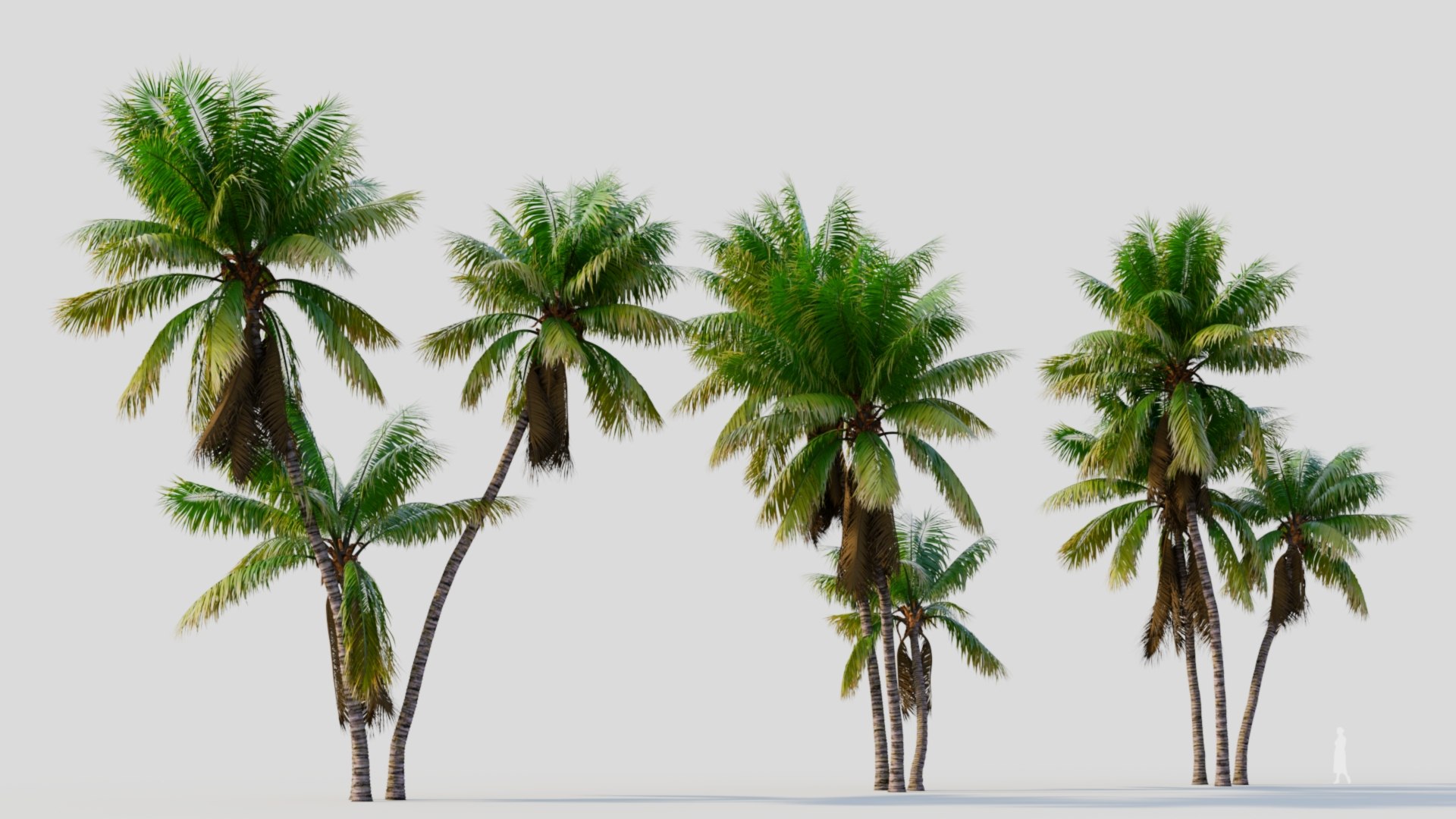 3D Cocos Nucifera C - TurboSquid 2217723