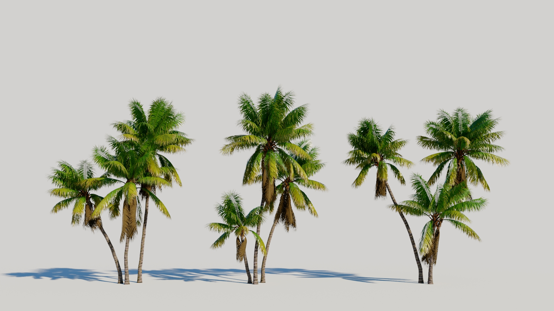 3D Cocos Nucifera C - TurboSquid 2217723