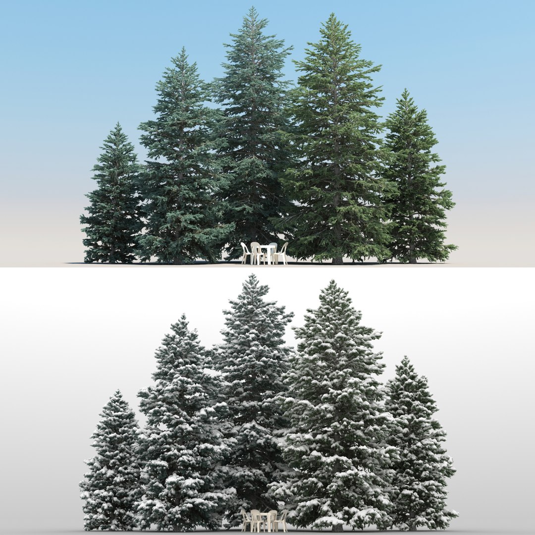 Snowy Fir Trees 3d Model