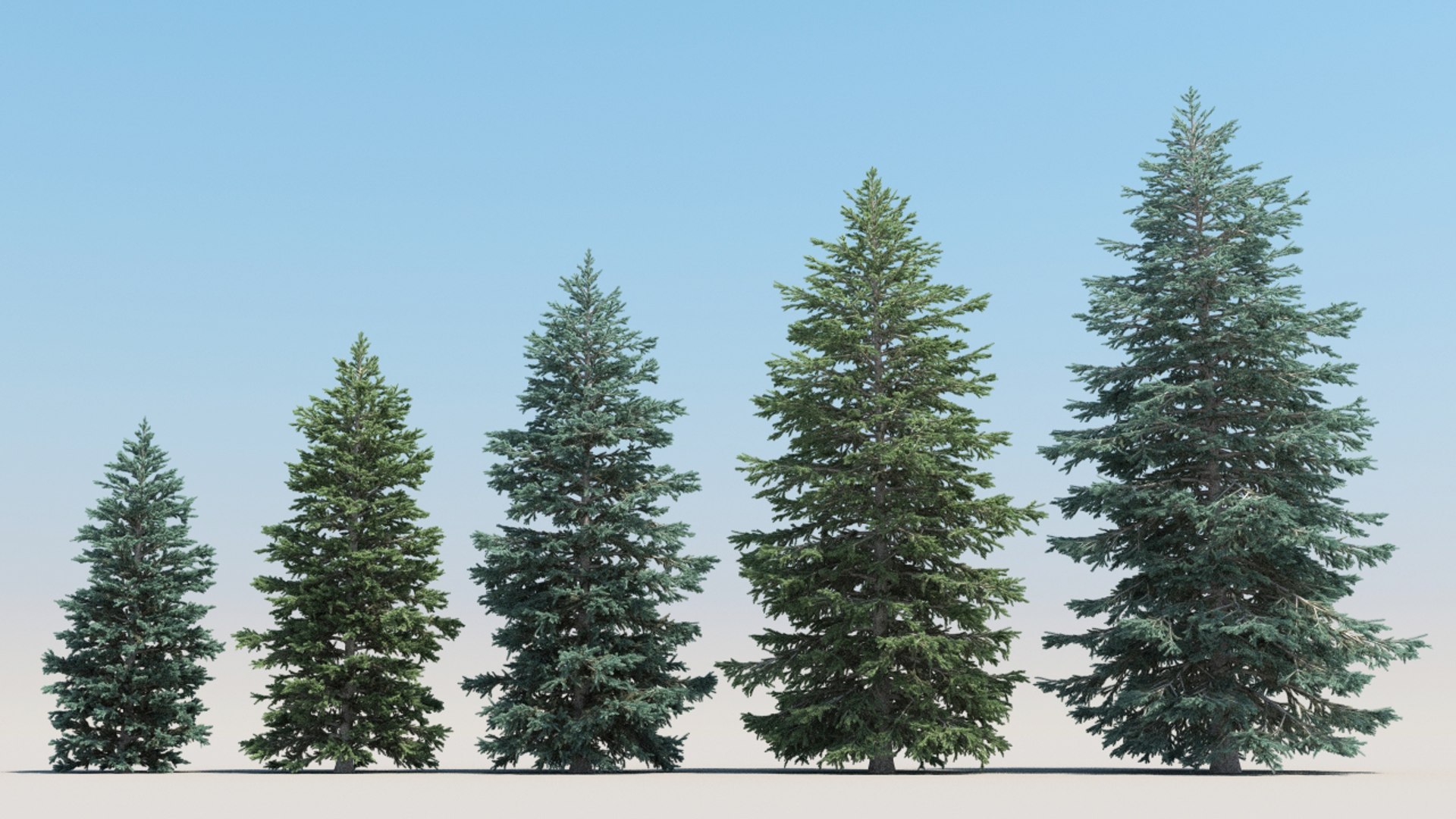 Snowy Fir Trees 3d Model