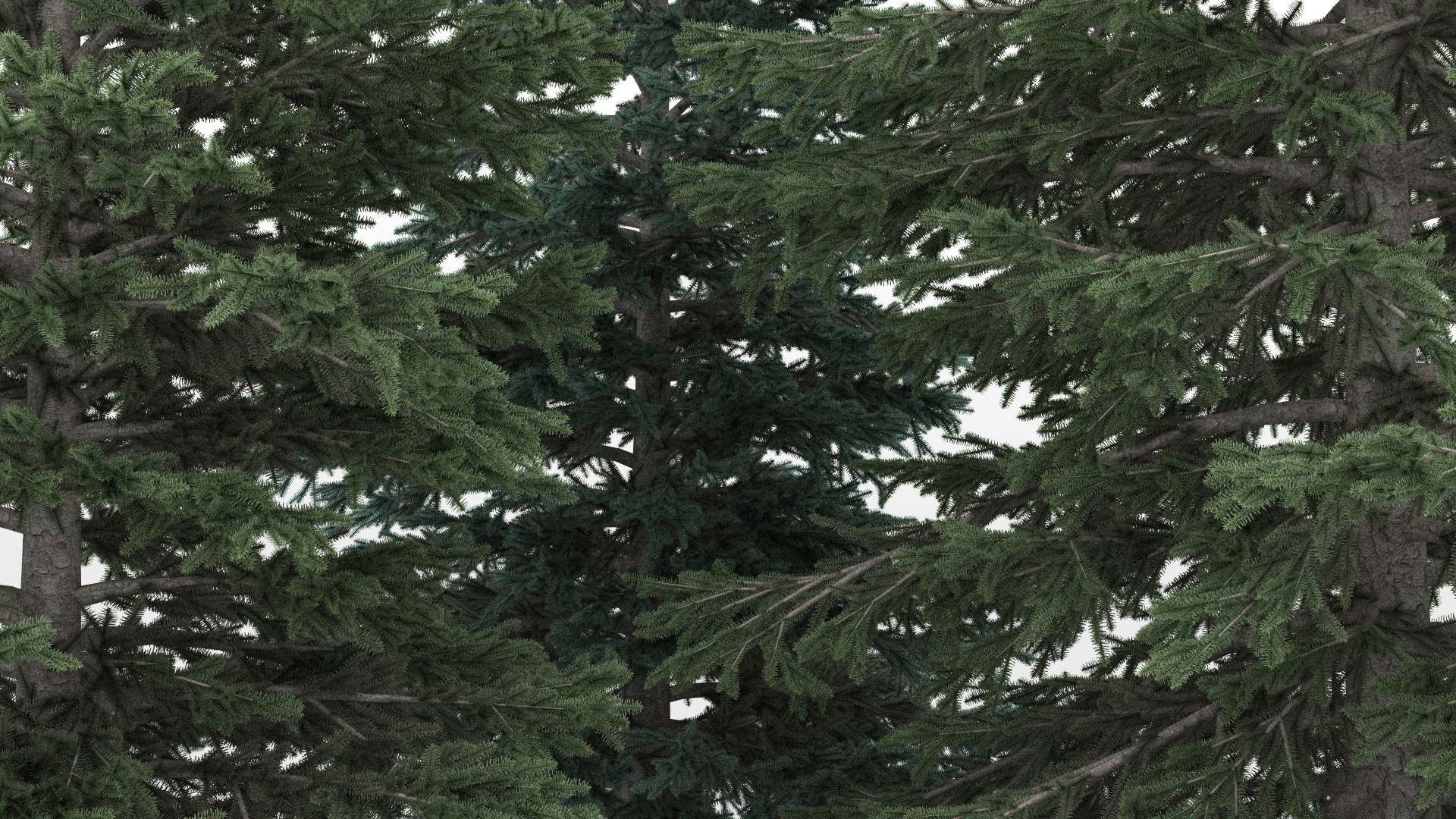 Snowy Fir Trees 3d Model