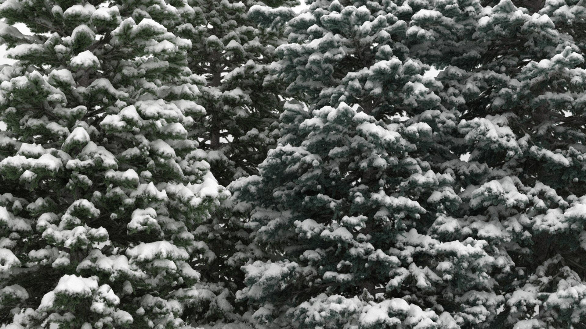 Snowy Fir Trees 3d Model