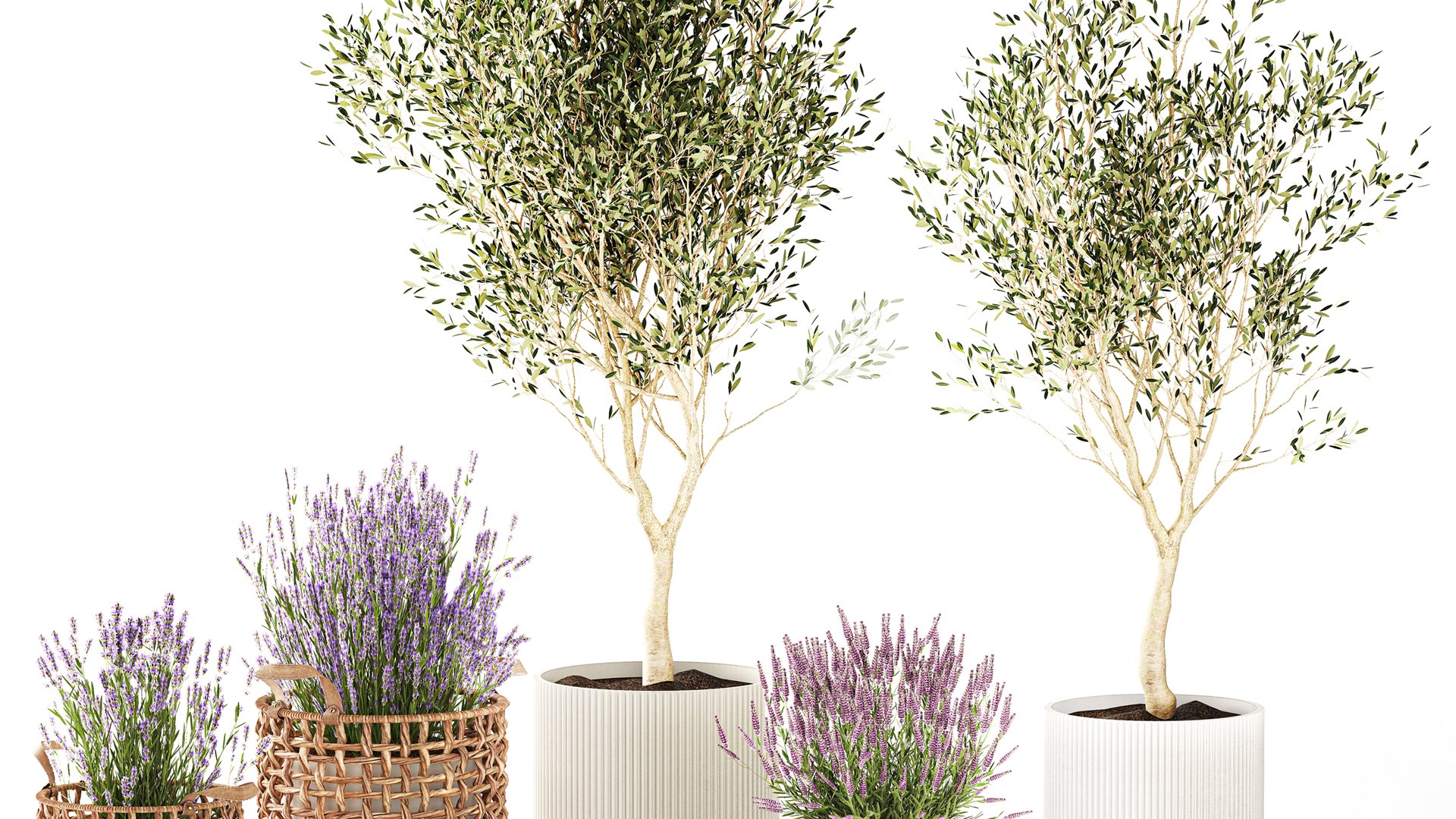 Plants Flower Bush In Baskets Pots Olive Tree Lavender Decor 3D Model ...