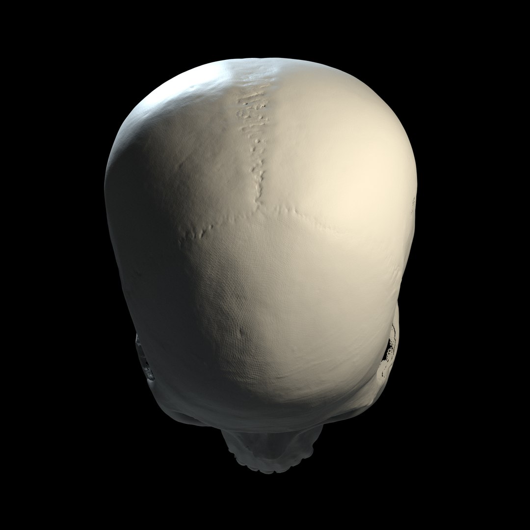 3D Scan Human Skull - TurboSquid 1178257