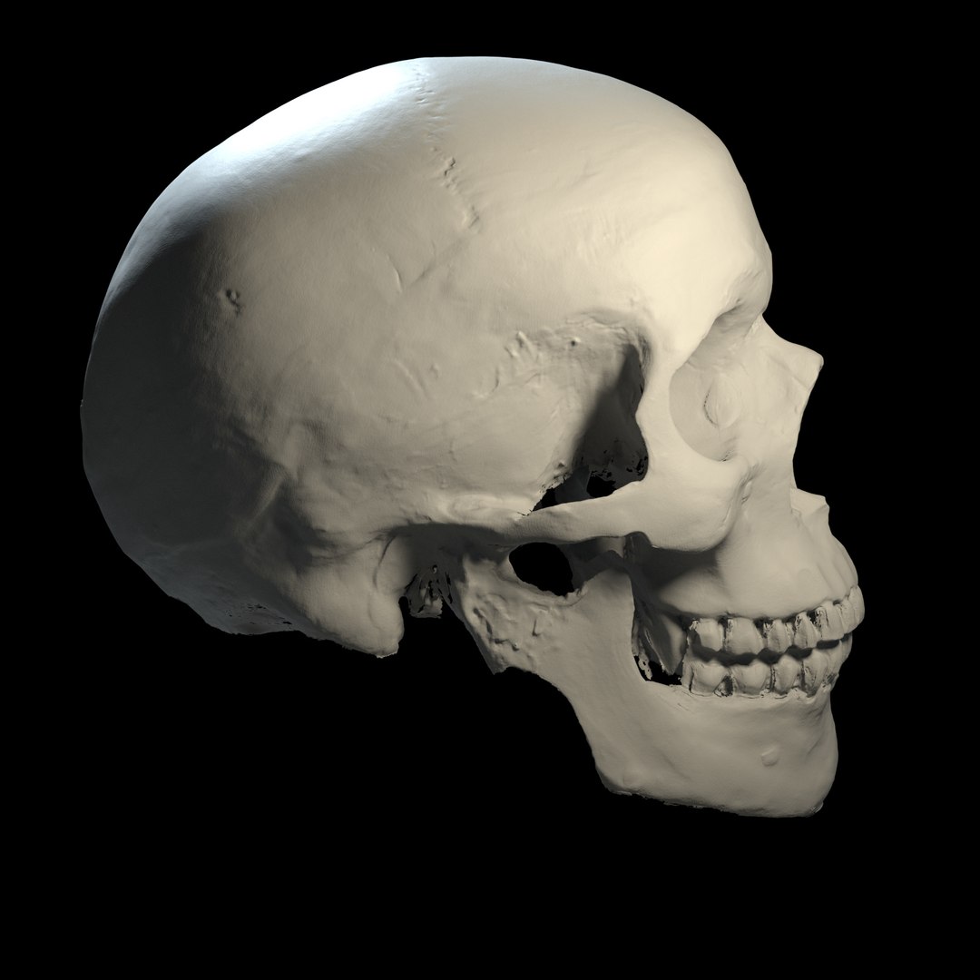 3D Scan Human Skull - TurboSquid 1178257