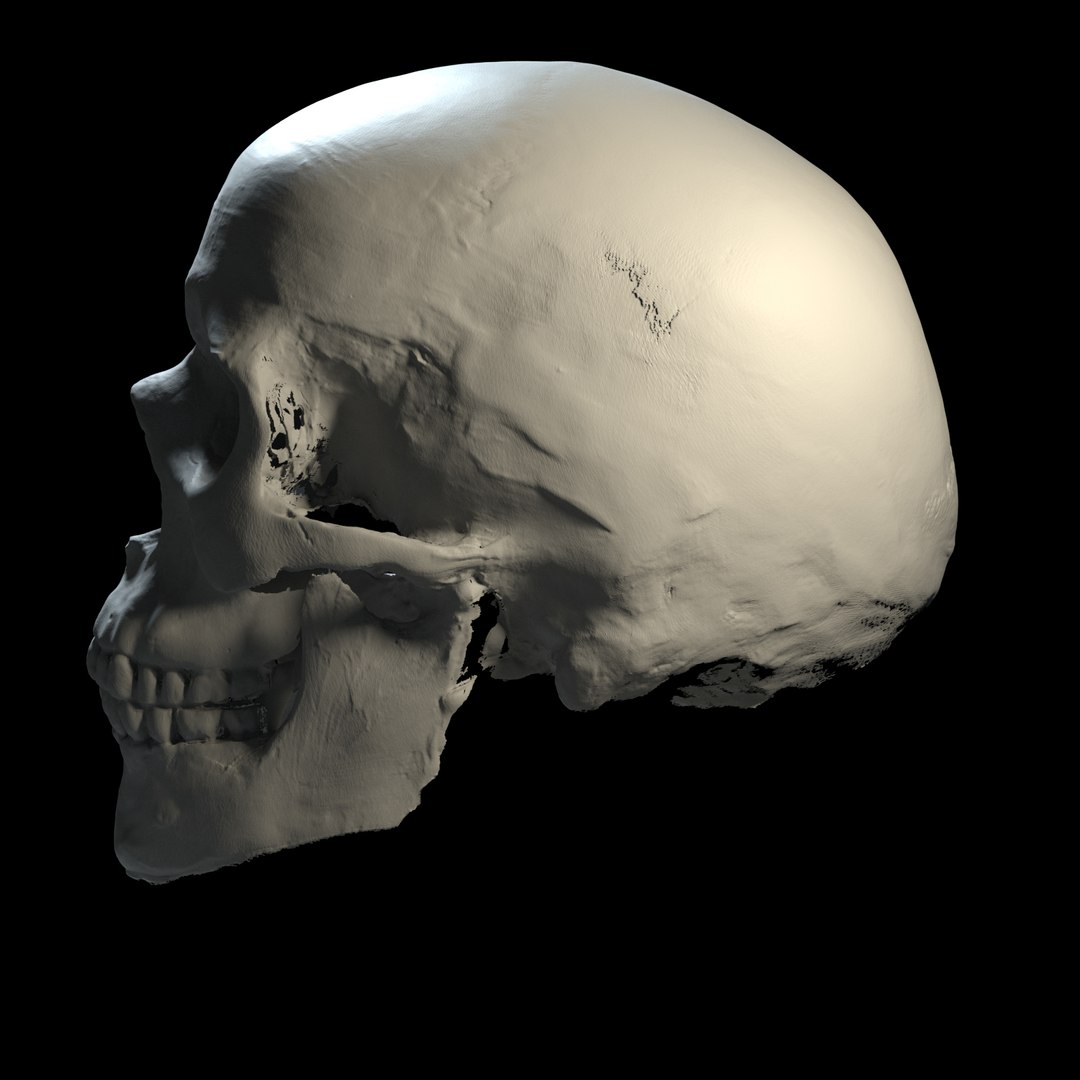 3D Scan Human Skull - TurboSquid 1178257