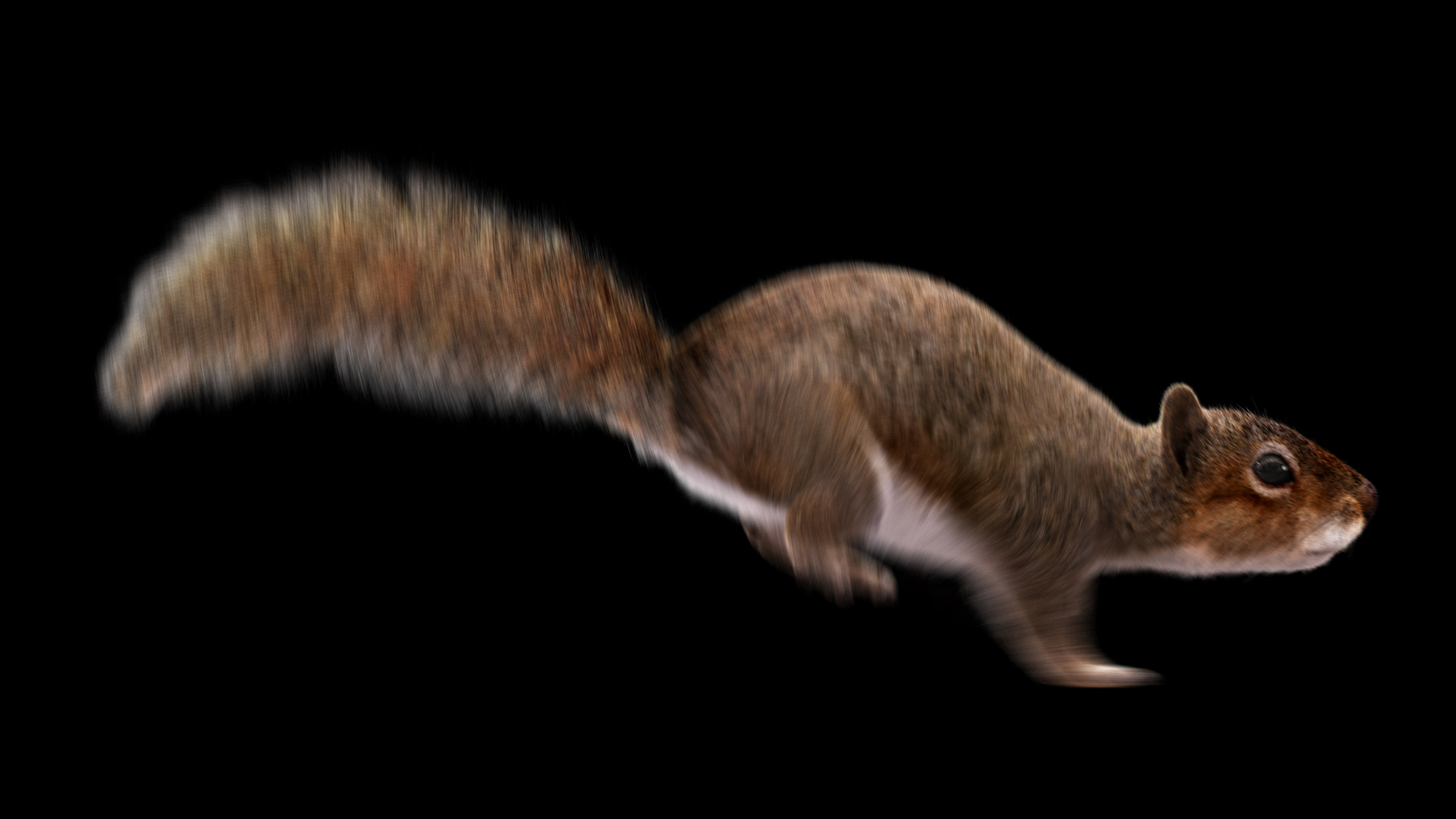 3D Squirrel ANIMATED XGEN-CORE Model - TurboSquid 2127608