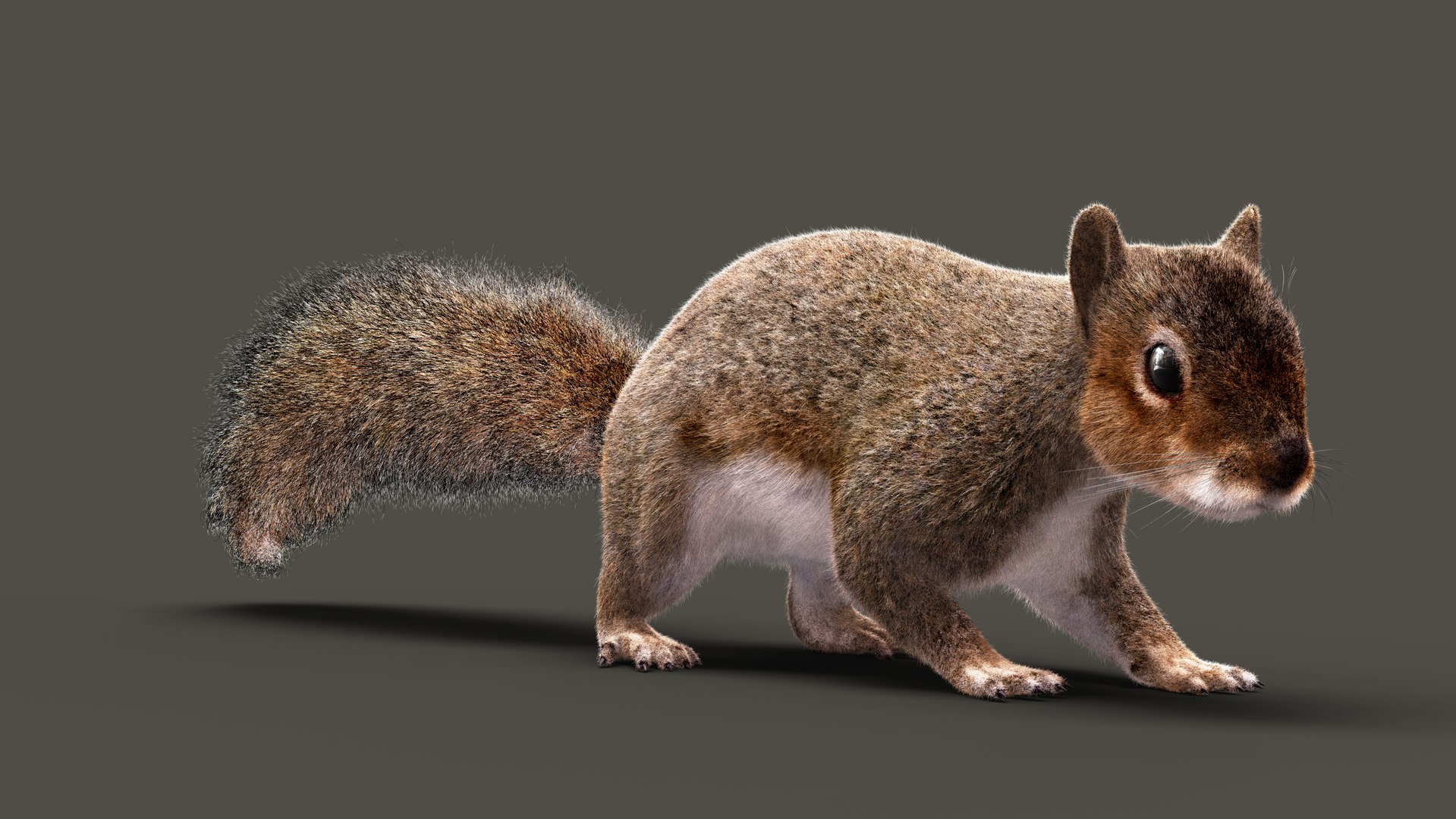3D Squirrel ANIMATED XGEN-CORE Model - TurboSquid 2127608
