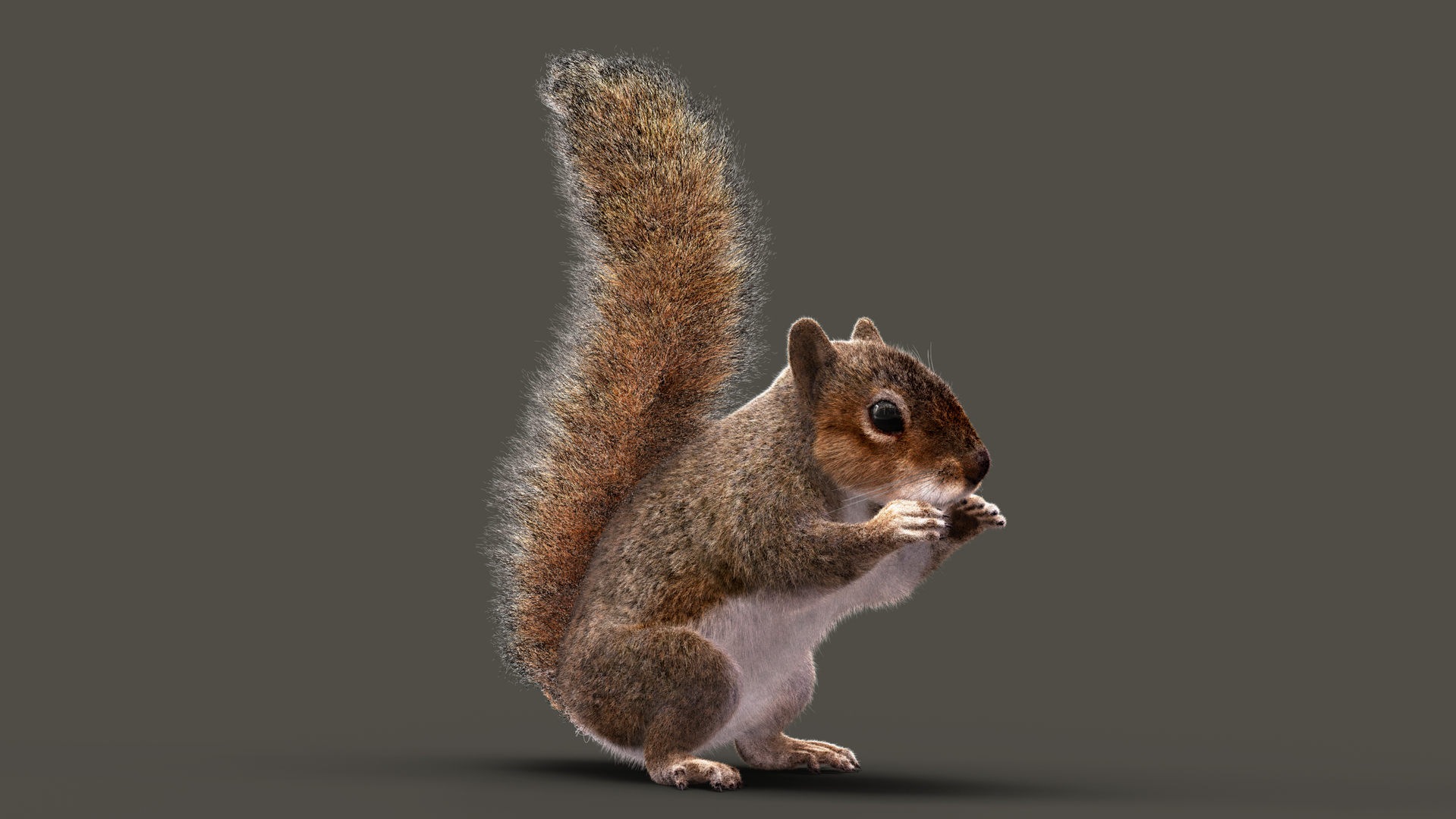 3D Squirrel ANIMATED XGEN-CORE Model - TurboSquid 2127608