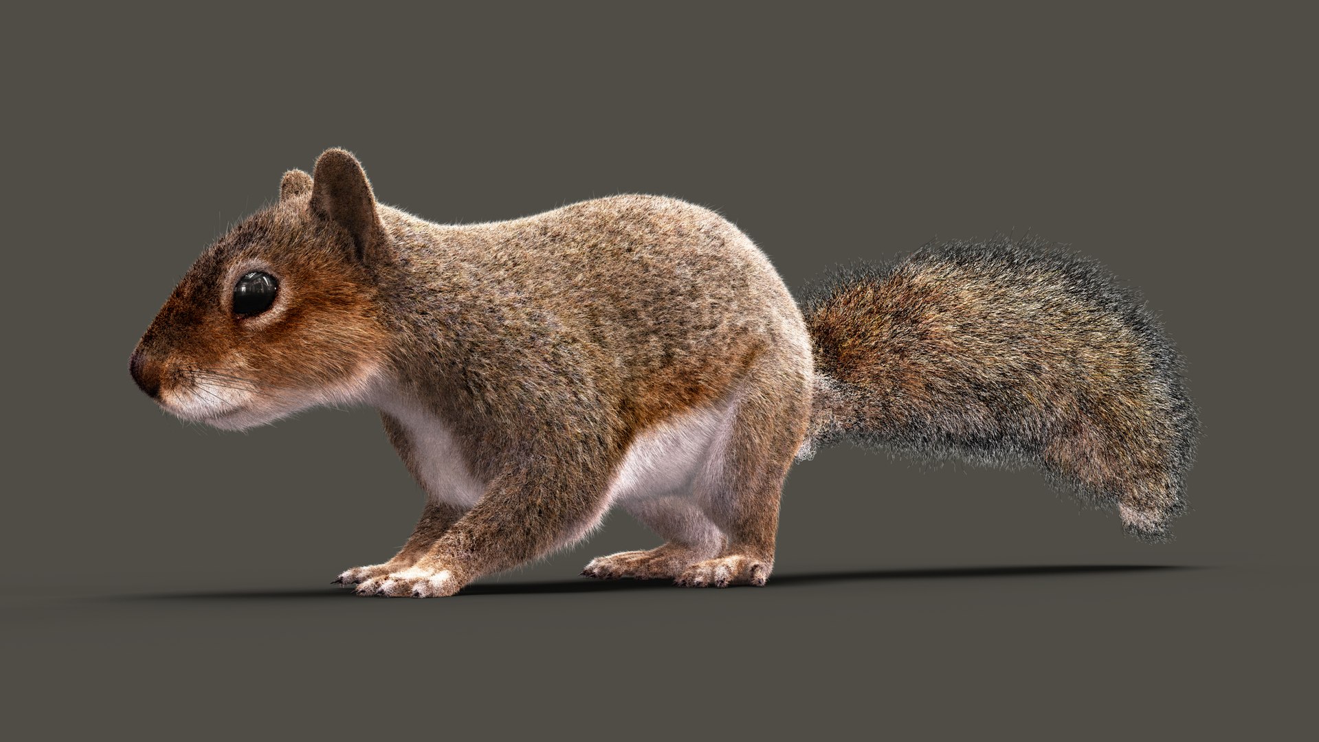 3D Squirrel ANIMATED XGEN-CORE Model - TurboSquid 2127608