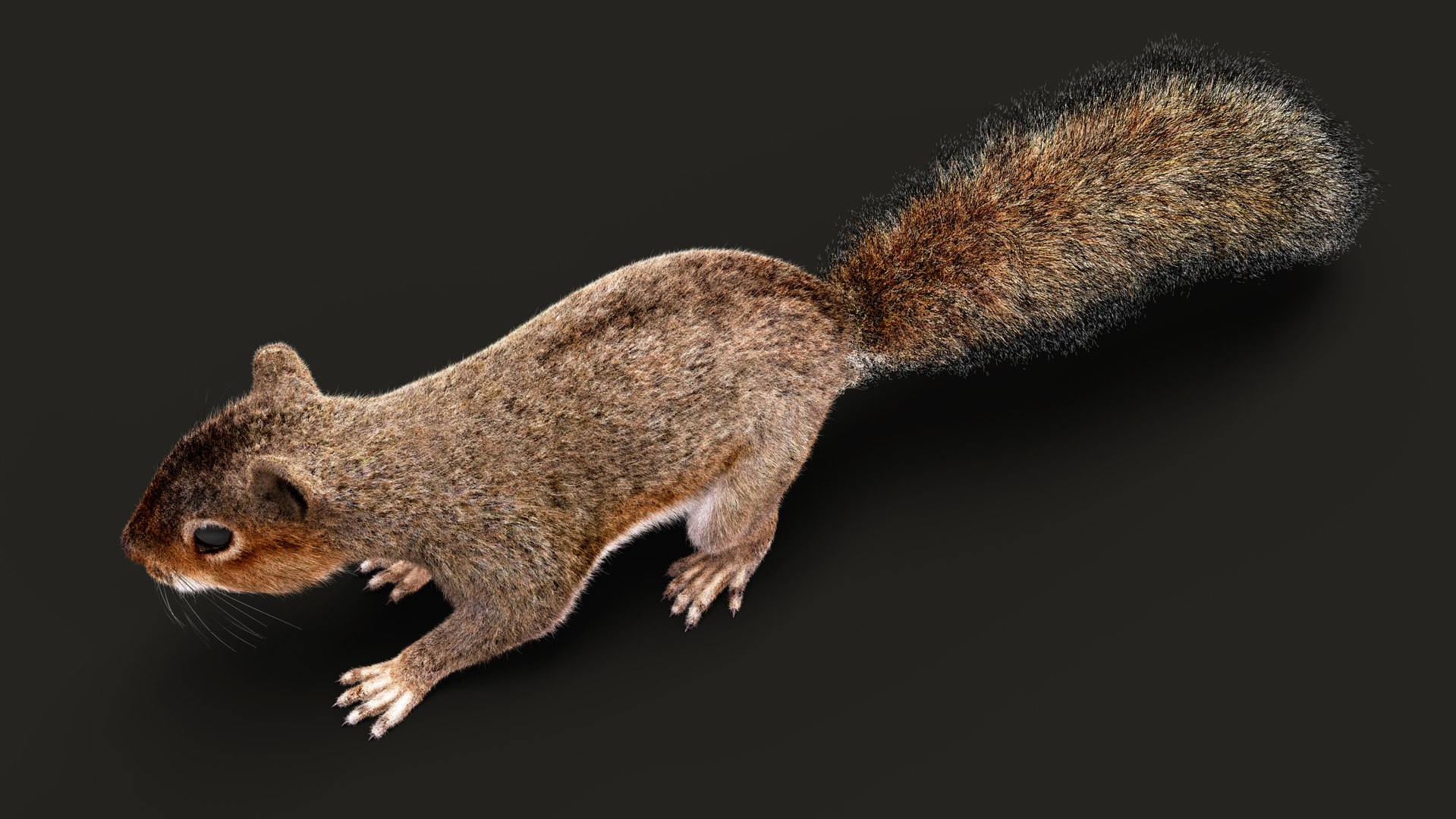 3D Squirrel ANIMATED XGEN-CORE Model - TurboSquid 2127608