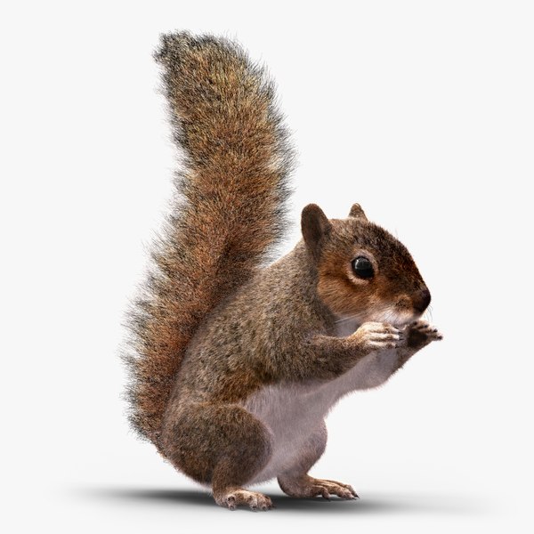 Squirrel 3D Models for Download | TurboSquid