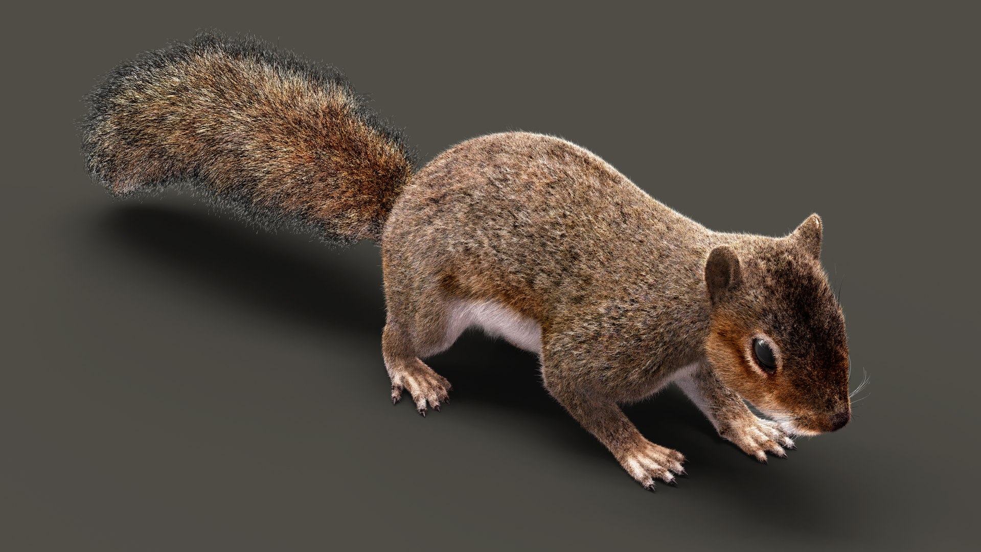 3D Squirrel ANIMATED XGEN-CORE Model - TurboSquid 2127608