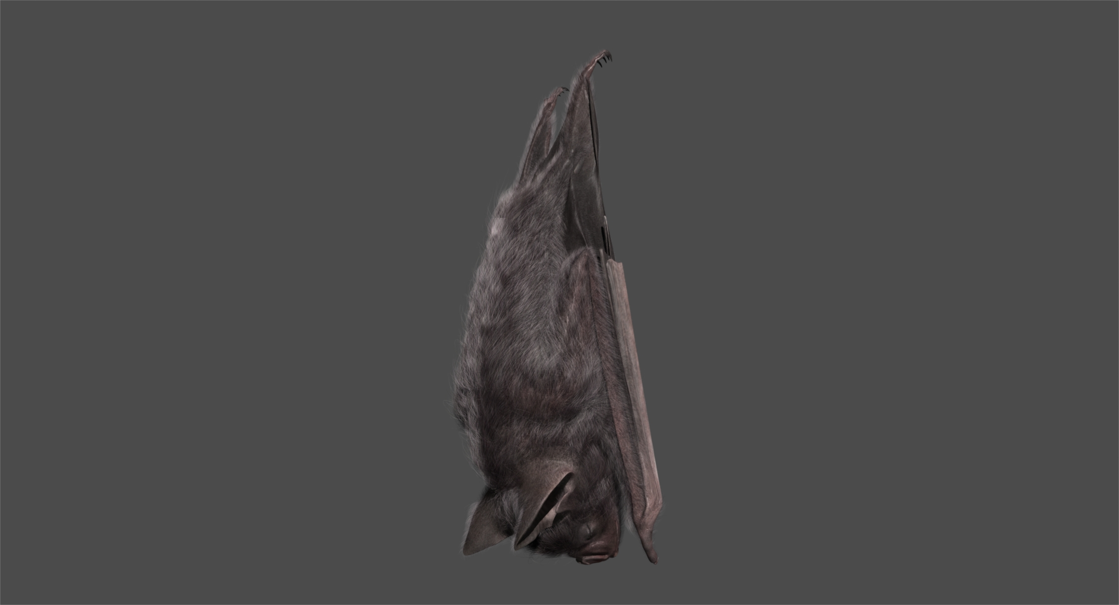 vampire bat animation obj