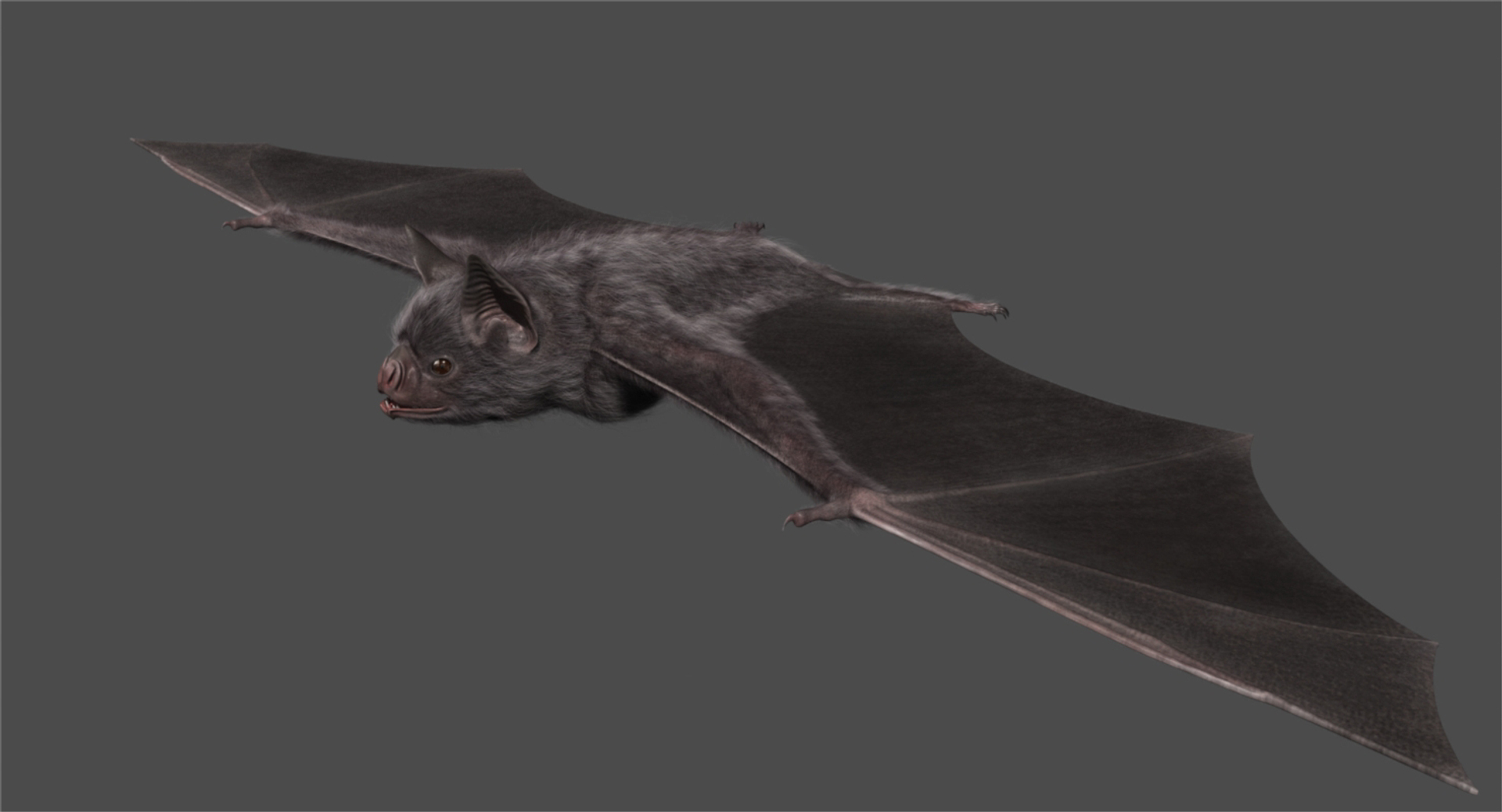 Vampire Bat Animation Obj