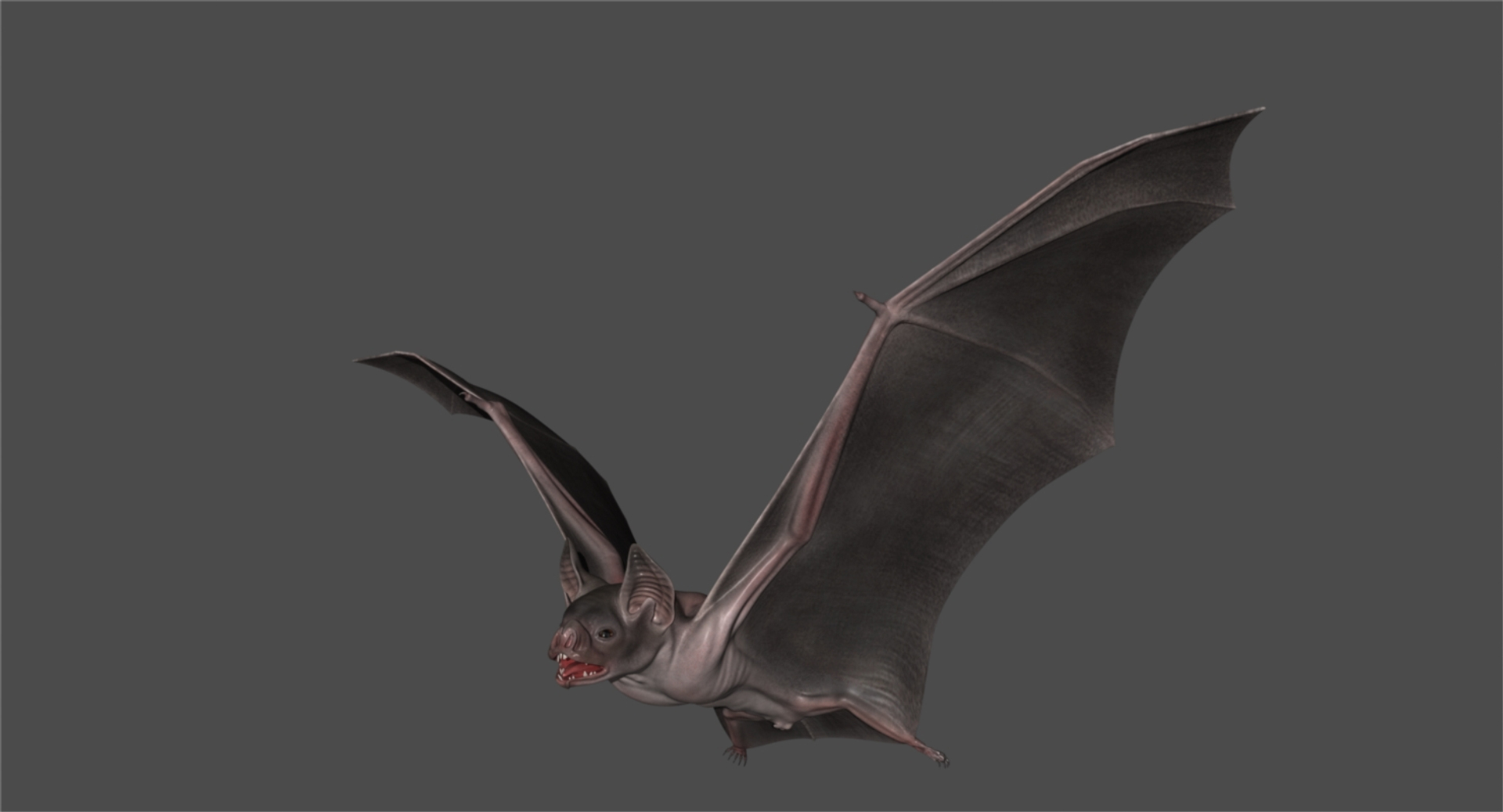 Vampire Bat Animation Obj