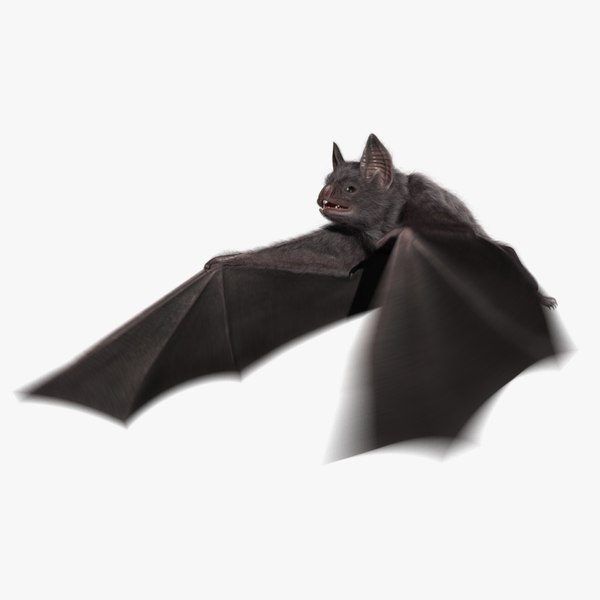 vampire bat 3d model