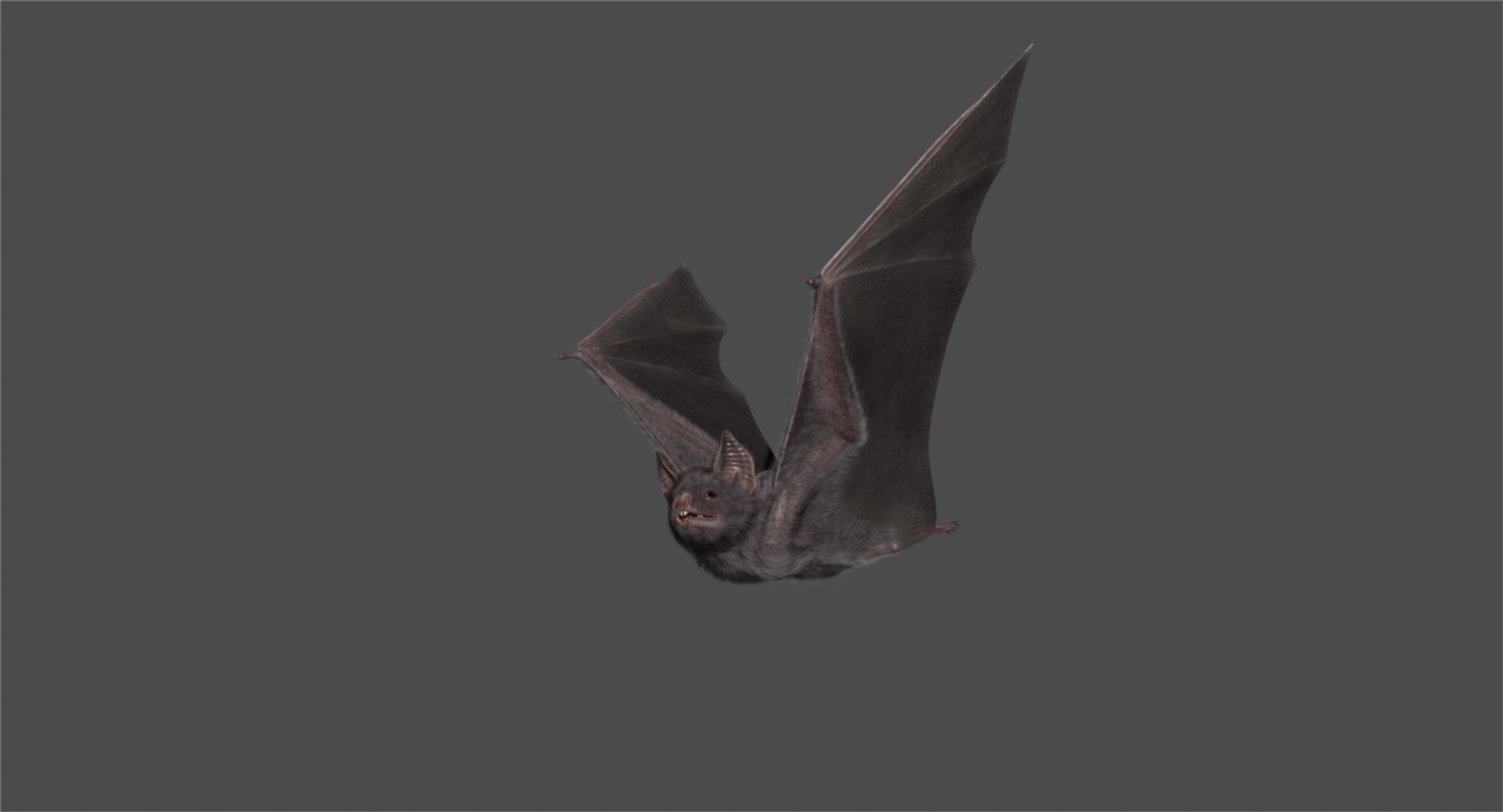 Animated Vampire Bat