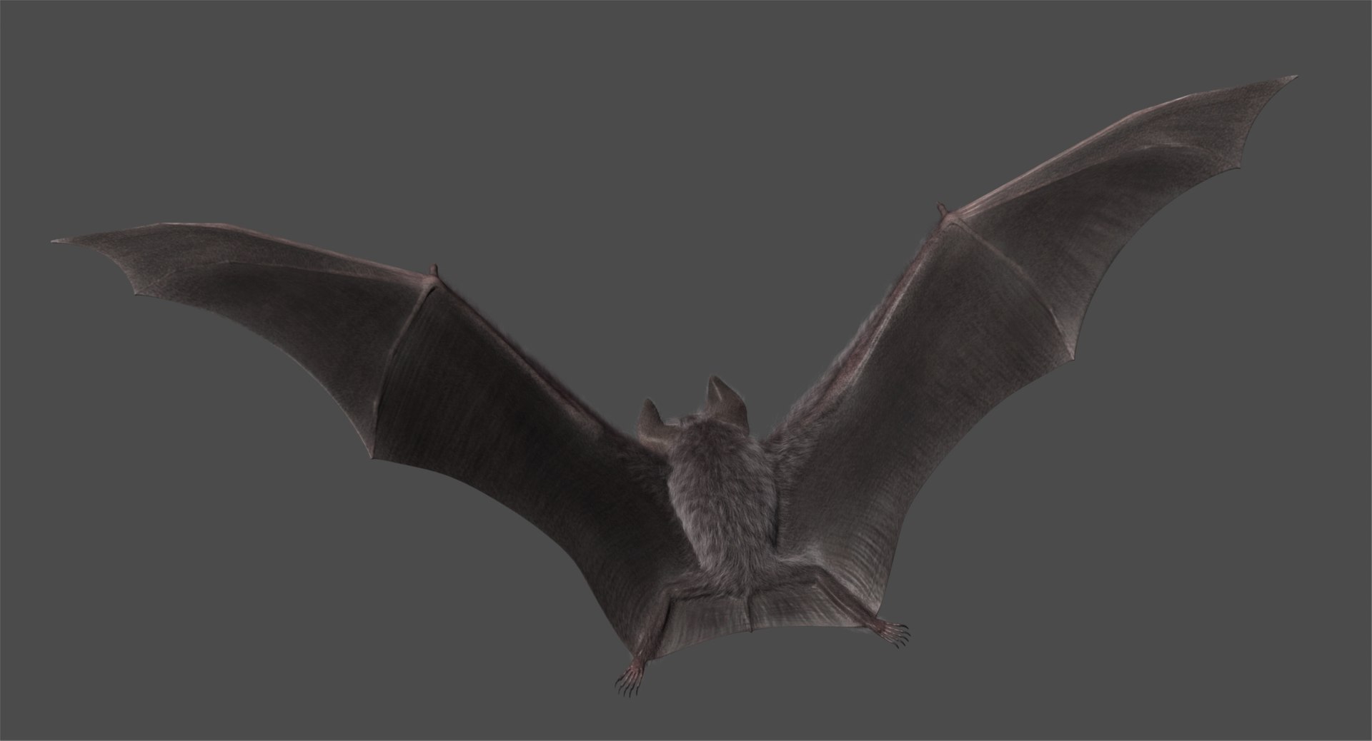 vampire bat animation obj