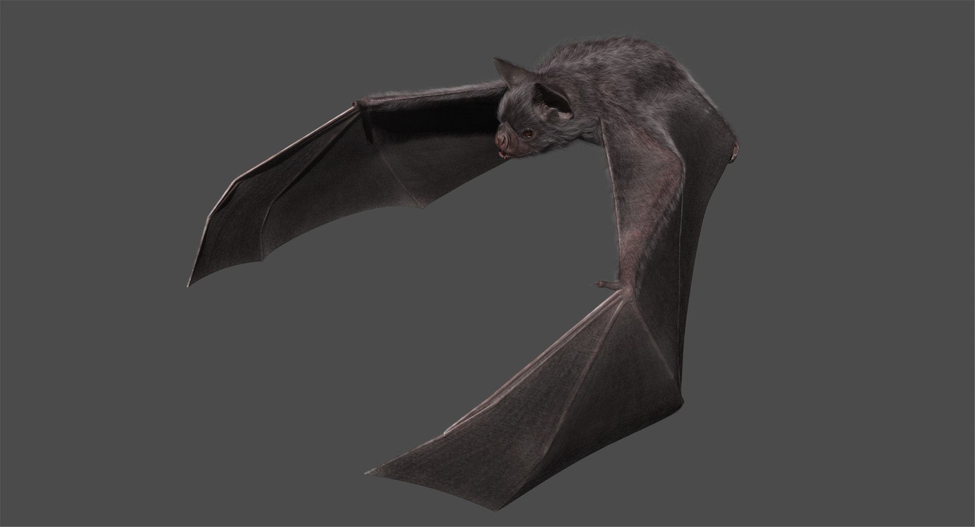 vampire bat animation obj