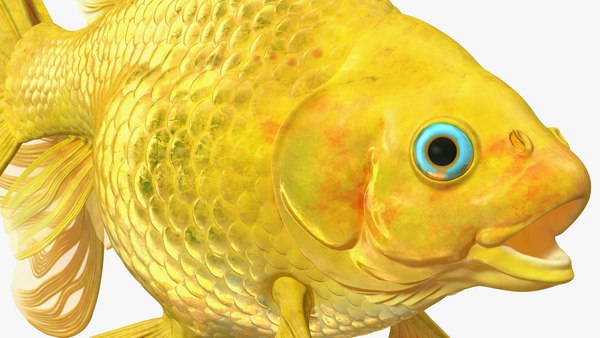 3D Goldfish Rigged for Modo model - TurboSquid 1763661