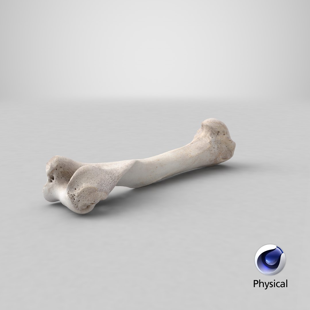 Bear Ursus Humerus 01 3D - TurboSquid 2153542